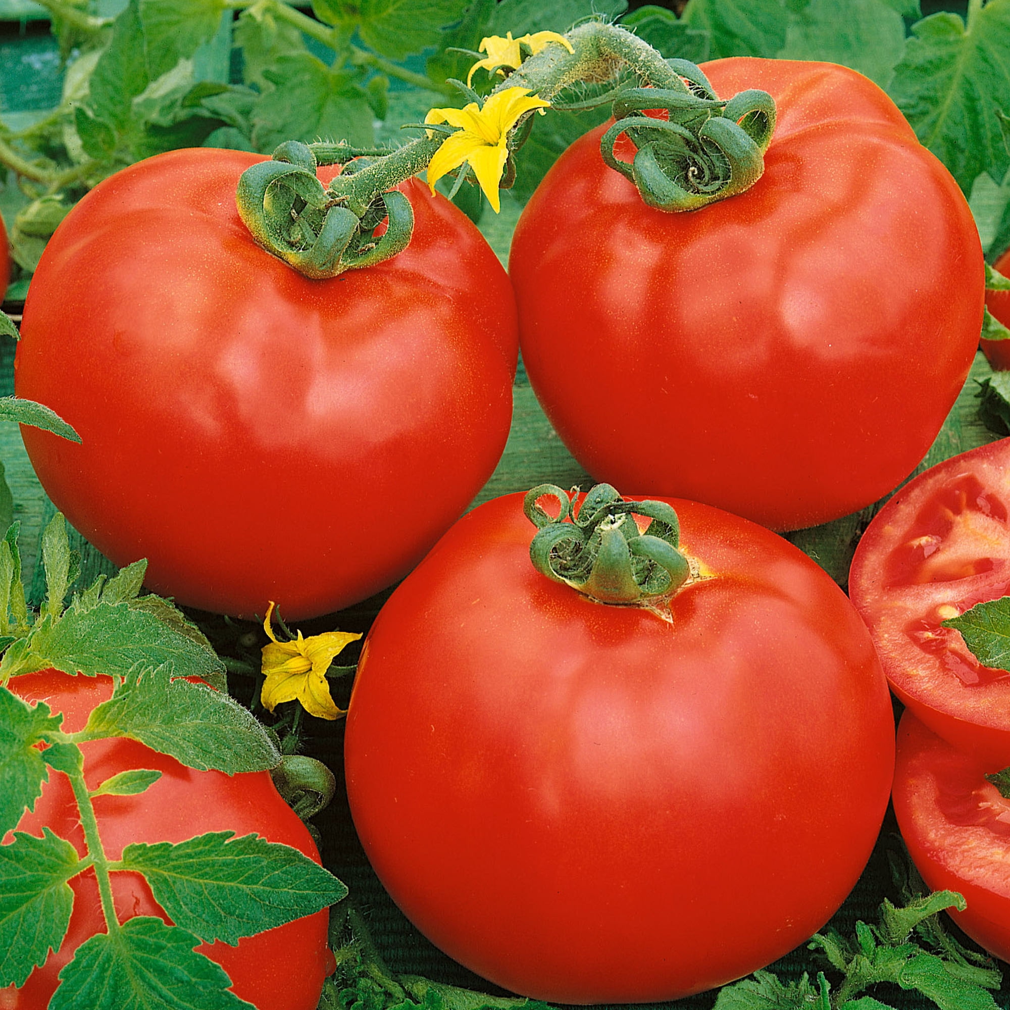 Containers Choice Red F1 Hybrid Tomato Seeds - 1 Lb ~108800 Seeds - Non ...
