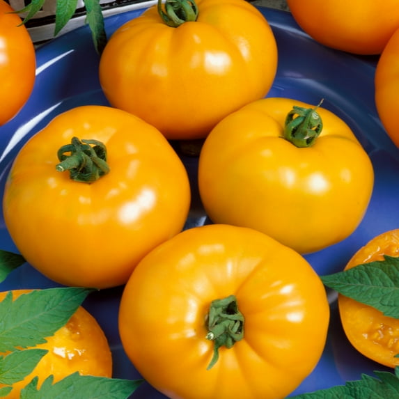 Containers Choice Yellow Hybrid Tomato 0.25 Oz ~1,700 Seeds – Solanum ...