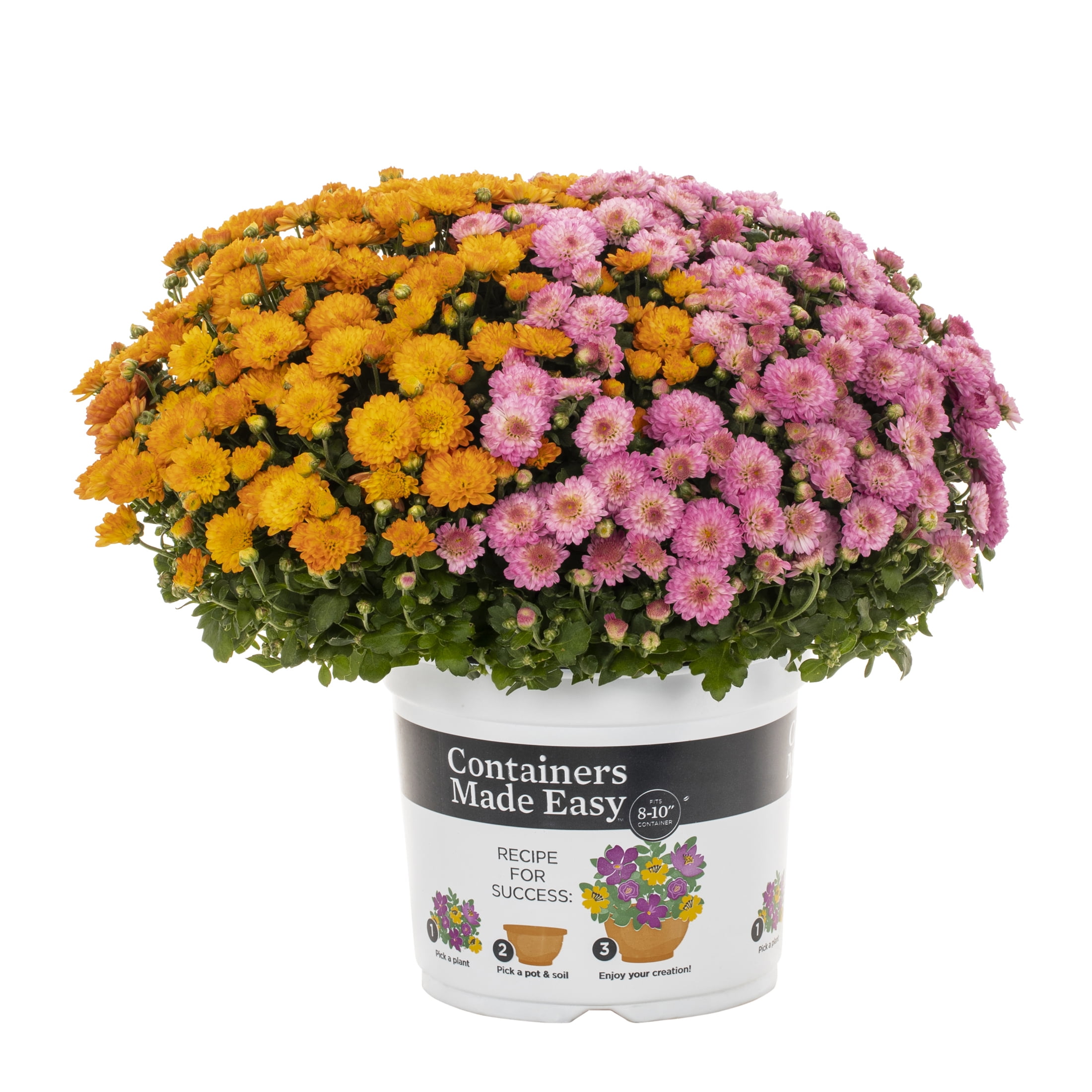 Better Homes & Gardens 18" Multi Color Mum Live Plants in 16 ...