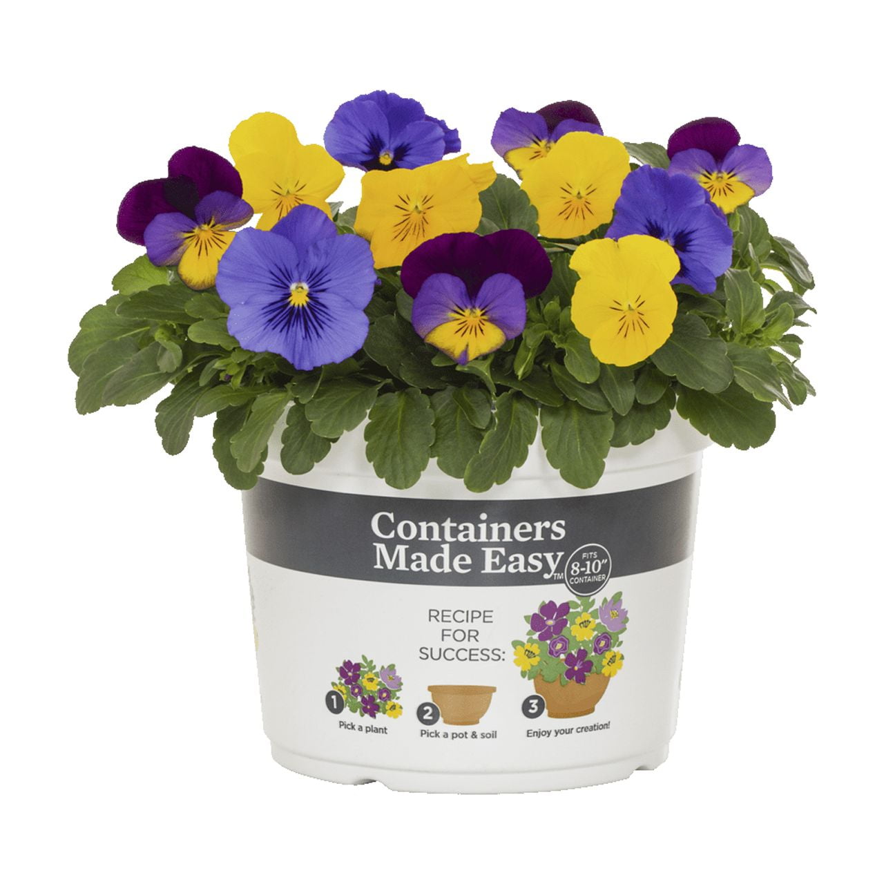 Containers Made Easy 3QT Blue Pink White Pansy Live Annual Plant Sun ...