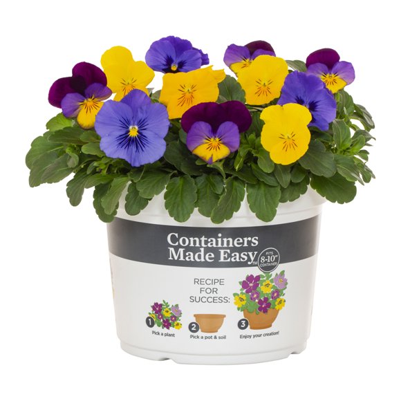 Pansies in Annuals - Walmart.com