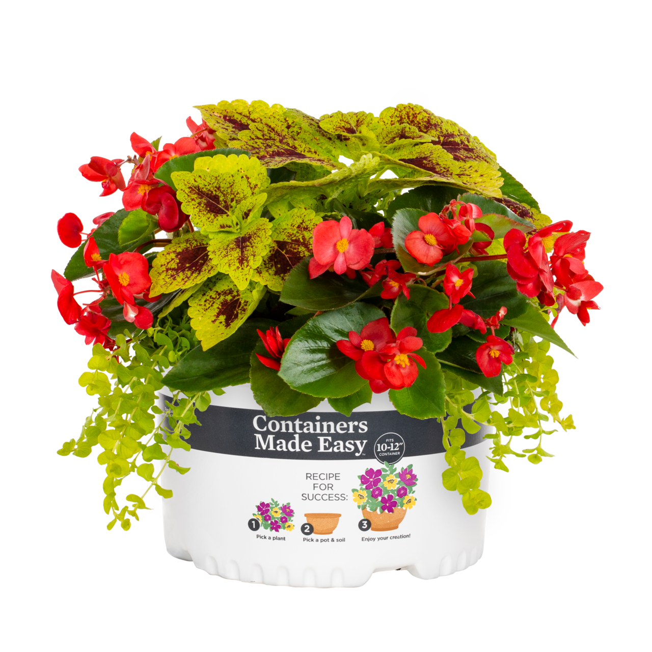 Better Homes & Gardens 1.5gal Multicolor Begonia Coleus Annual Plant ...