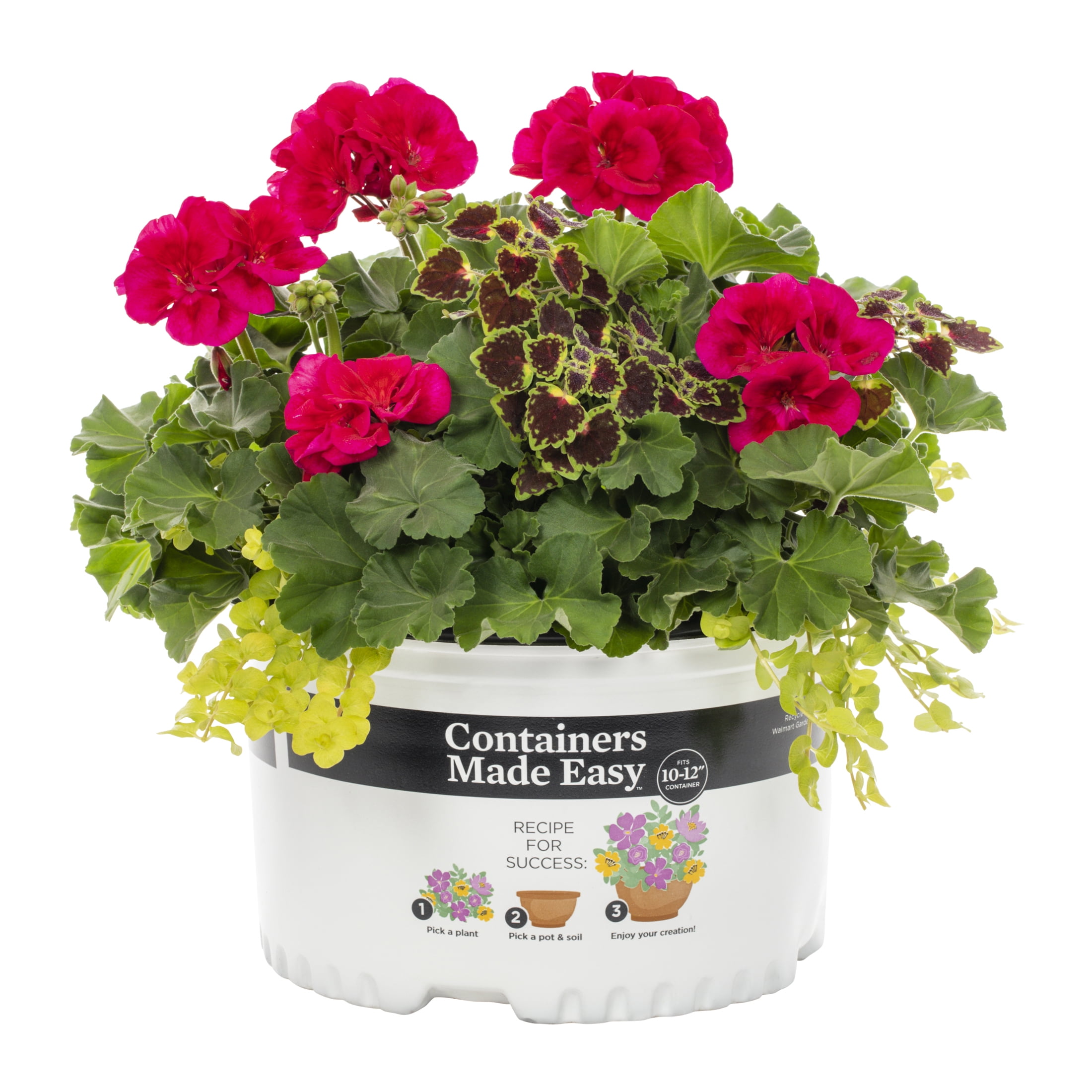 Better Homes & Gardens 1.5gal Multicolor Coleus Geranium Live Annual ...