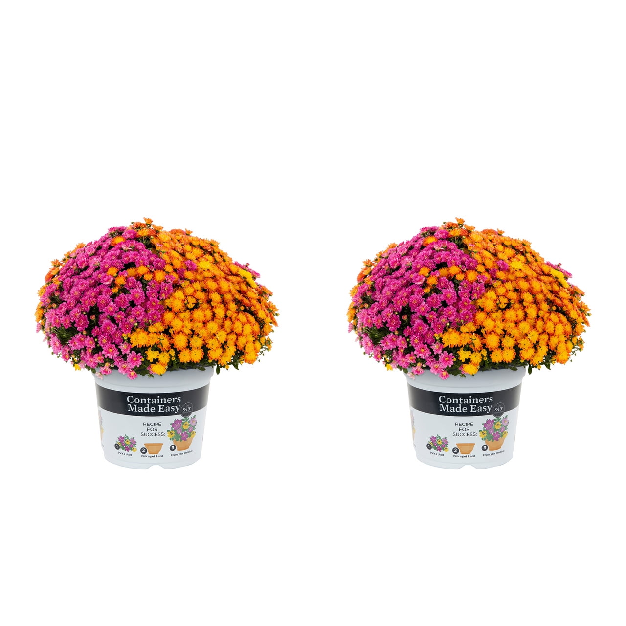 Better Homes & Gardens 3QT Multicolor Orange Pink Mum Live Annual Plant ...