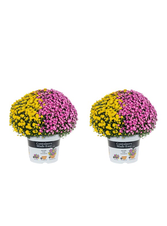 Mums in Annuals - Walmart.com