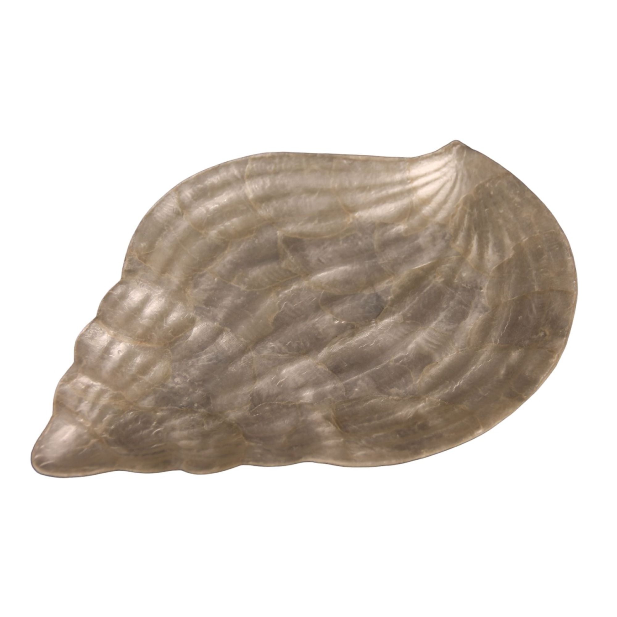 Contemporary Home Living 14" Gray and Brown Conch Themed Display Tray ...