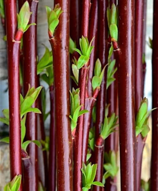 Continental Purple Willow Bush Cutting to Grow -Vibrant Purple Bark ...