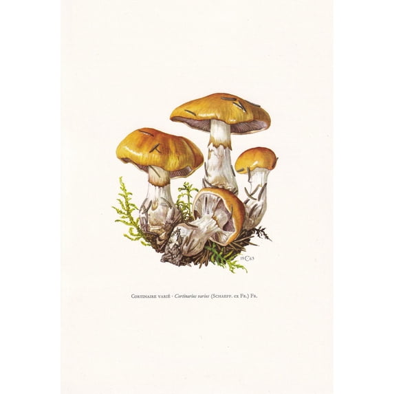 Contrary Webcap Mushroom Print, Unframed Paper Poster 24x36in - Walmart.com
