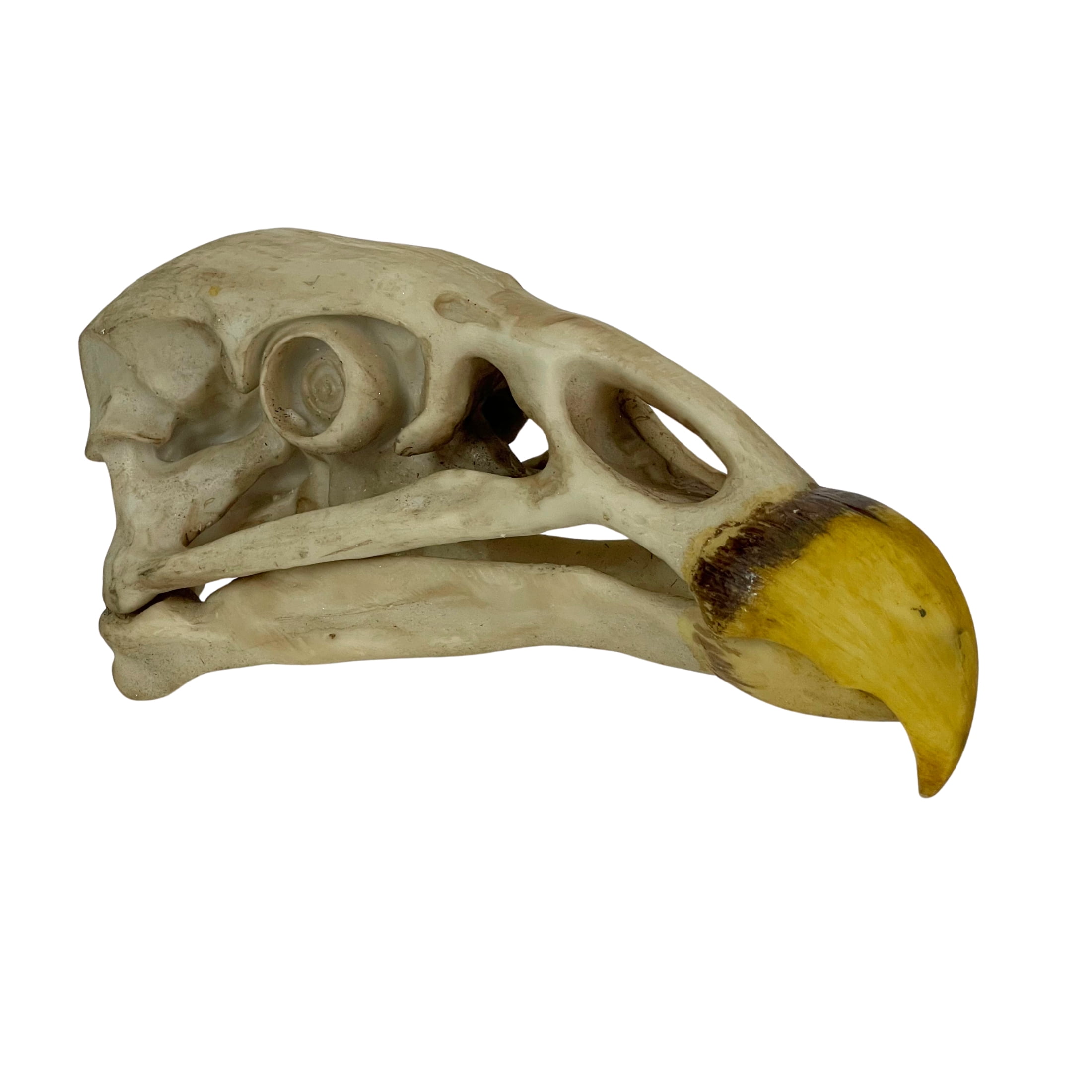 Contrast Replica California Condor Skull – Resin Bird of Prey Model – 8 ...