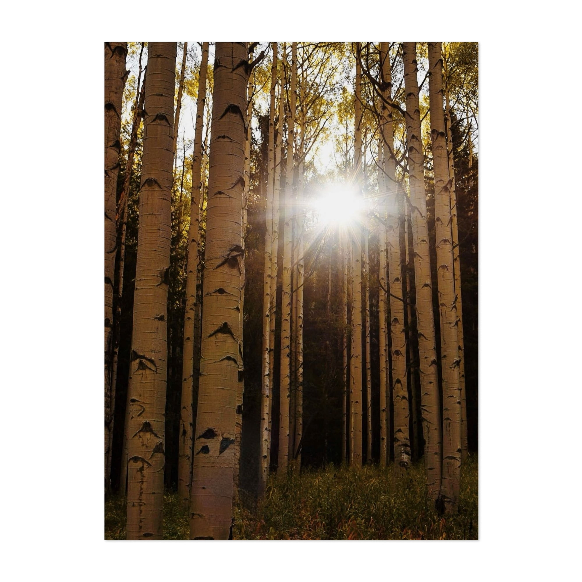 Conundrum Creek Aspens - Aspen Colorado Photography Forest Nature ...