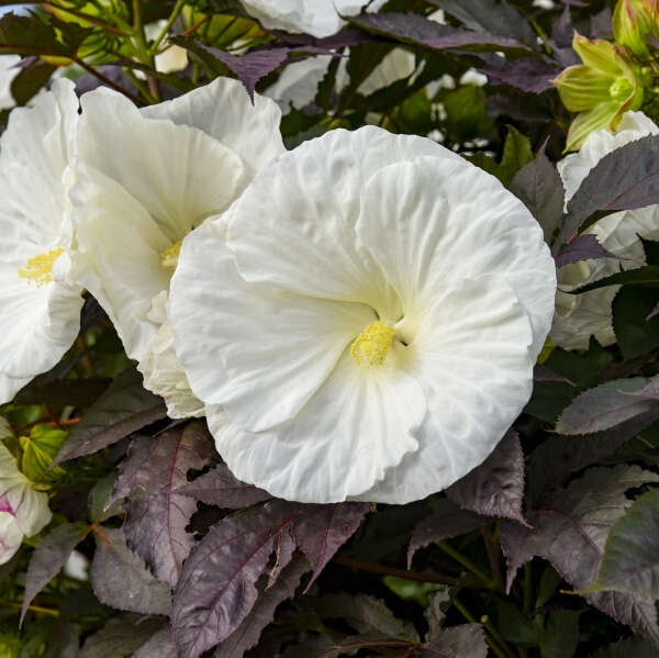 Cookies and Cream Hibiscus - 1 Gallon Container - Walmart.com