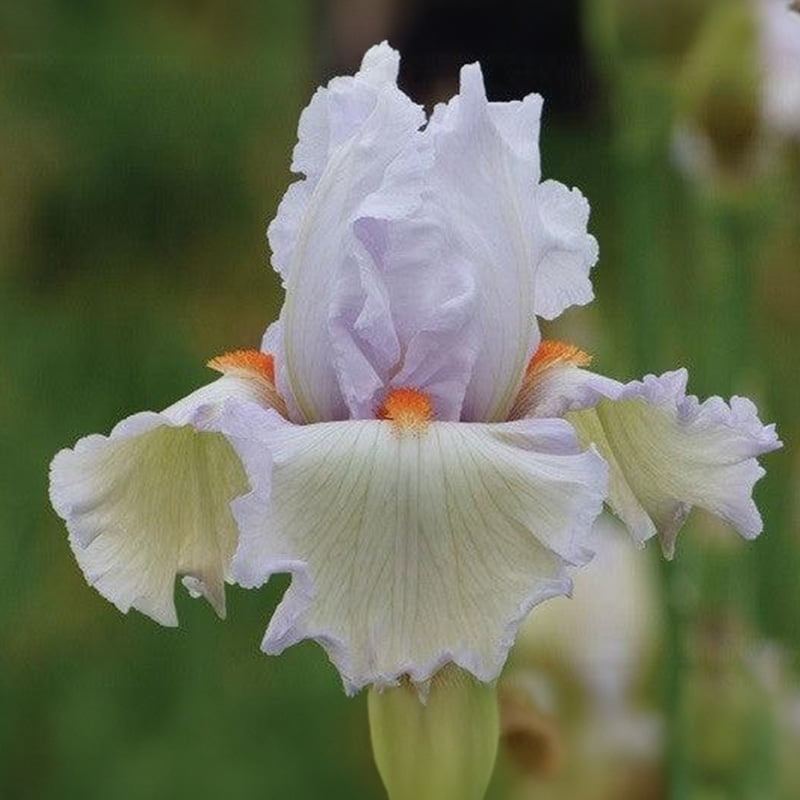 Cool Call Bearded Iris Flower Bulbs - Attracts Butterflies and ...
