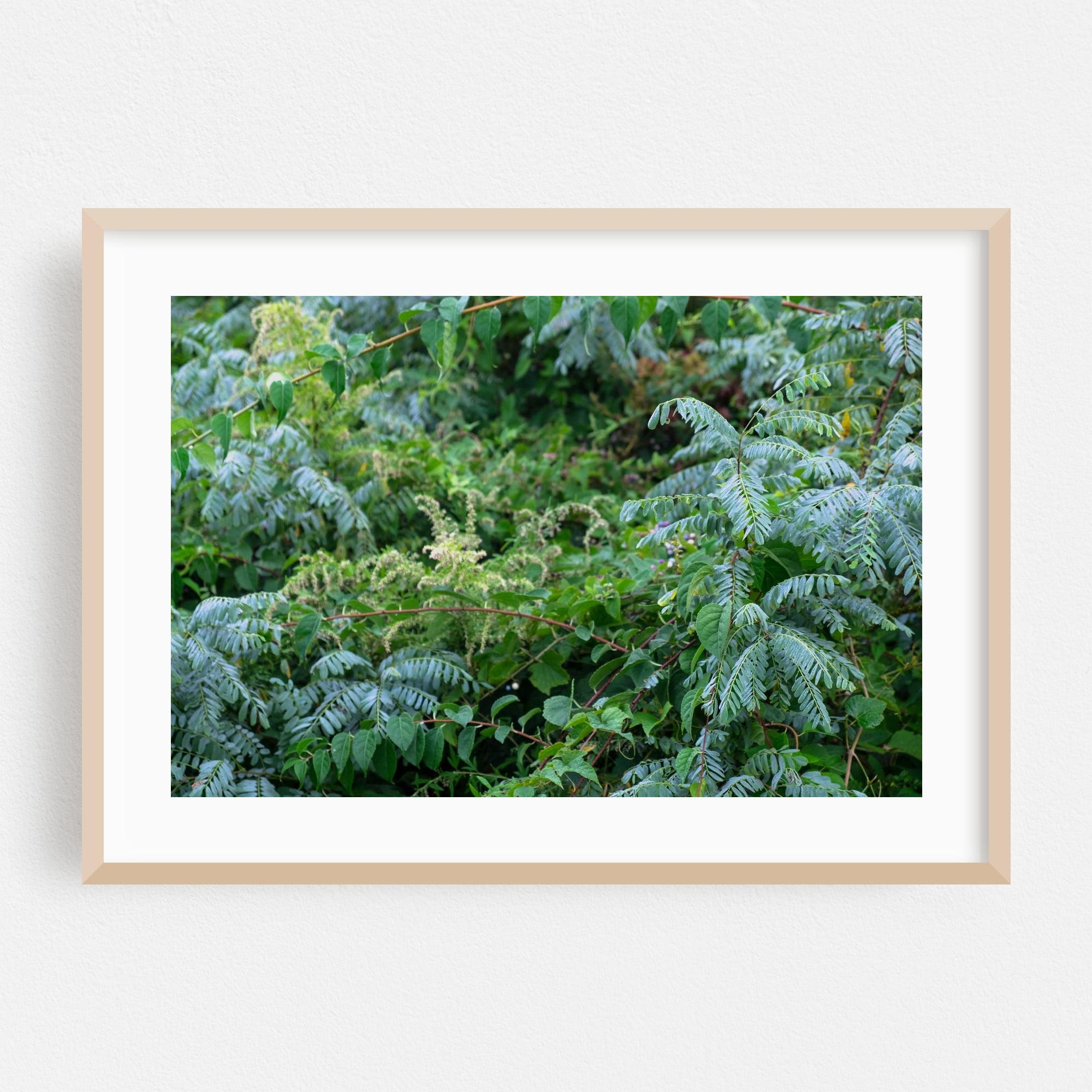 Cool Forest - Long Branch New Jersey Photography Botanical Nature ...