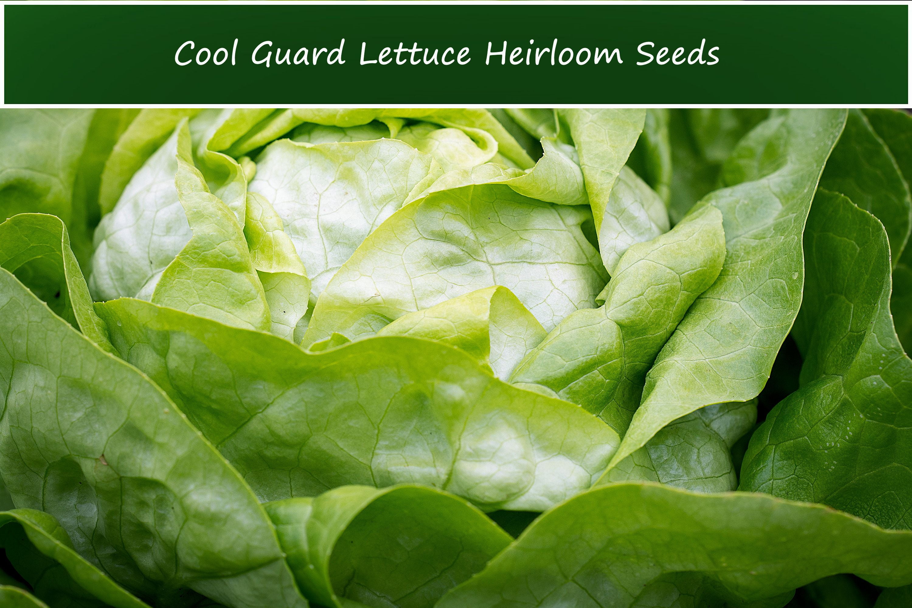 Cool Guard Lettuce - 250 Seeds-Heirloom Iceburg Head Lettuce--Sweet ...
