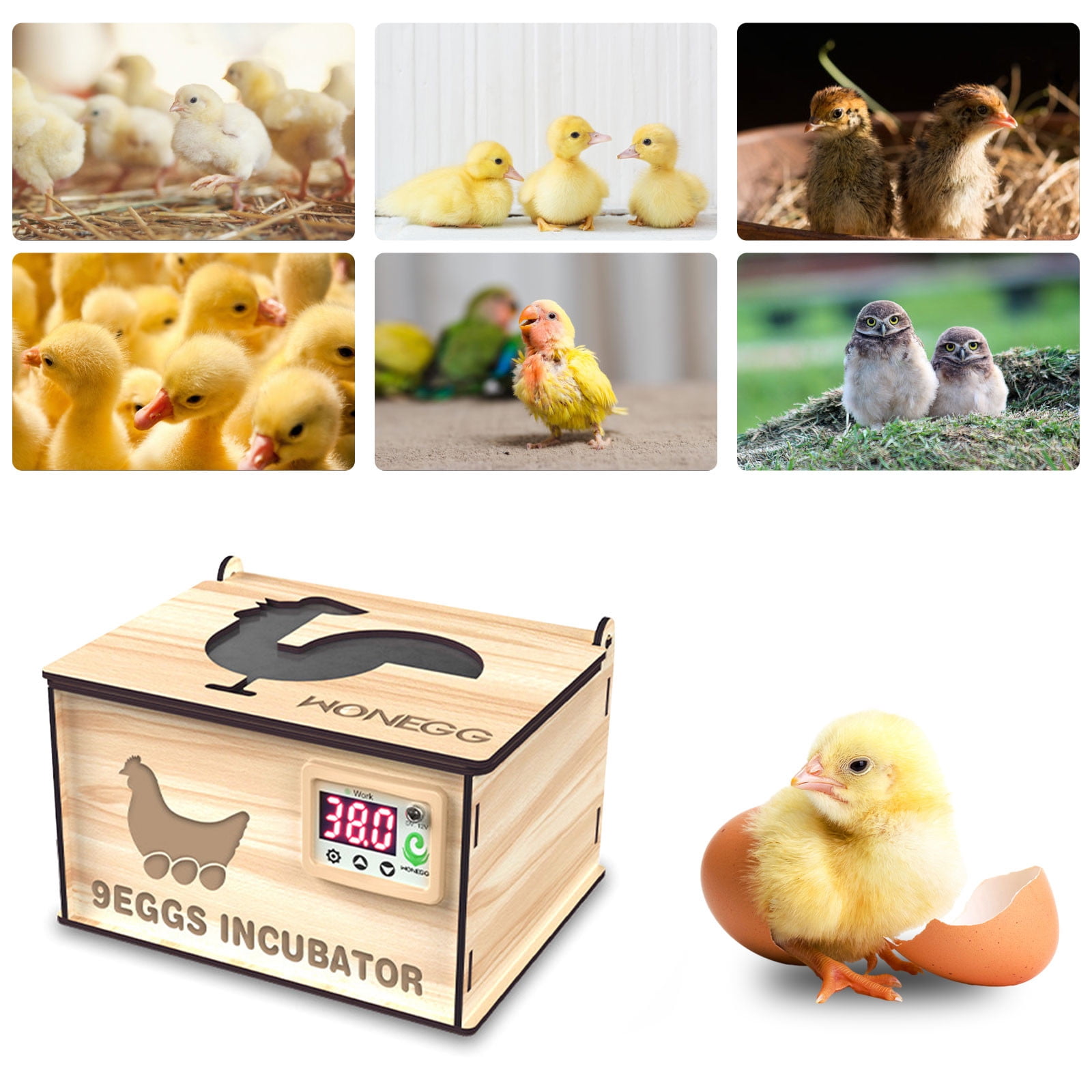 Coollooc Chicken Incubators for Hatching Eggs, Egg Incubator with ...