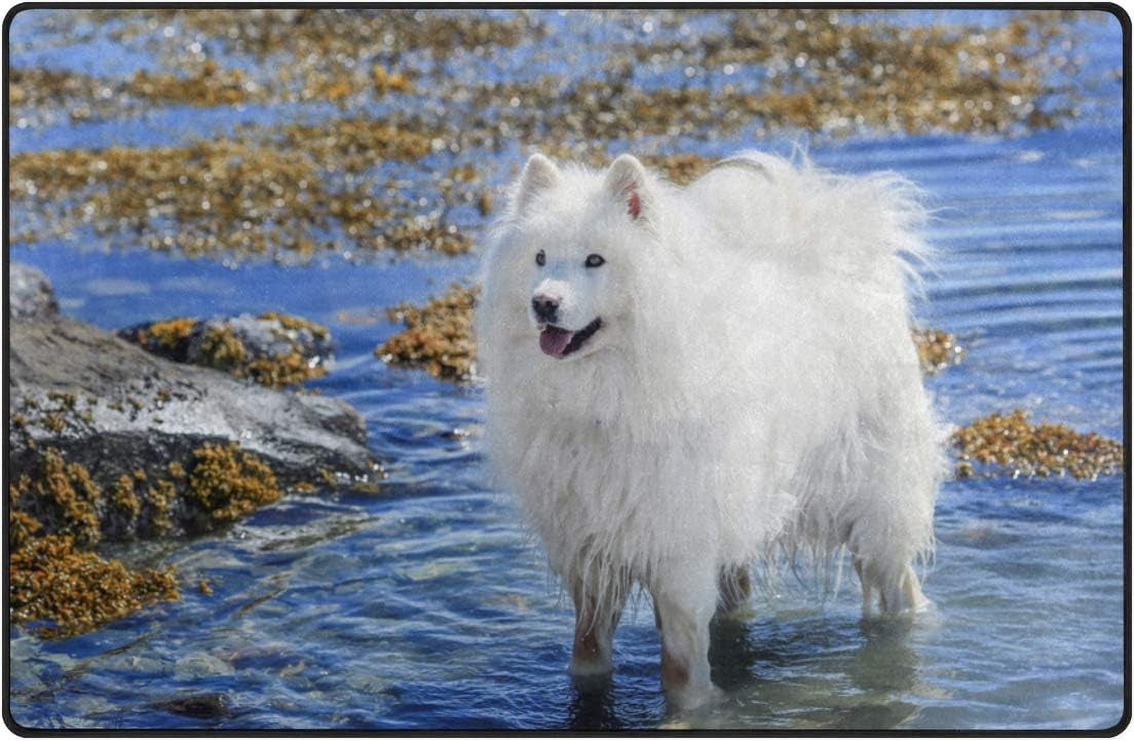 Coolnut 31x 20 Inch Area Rug, Carpet Smiling White Dog Samoyed Doormat ...