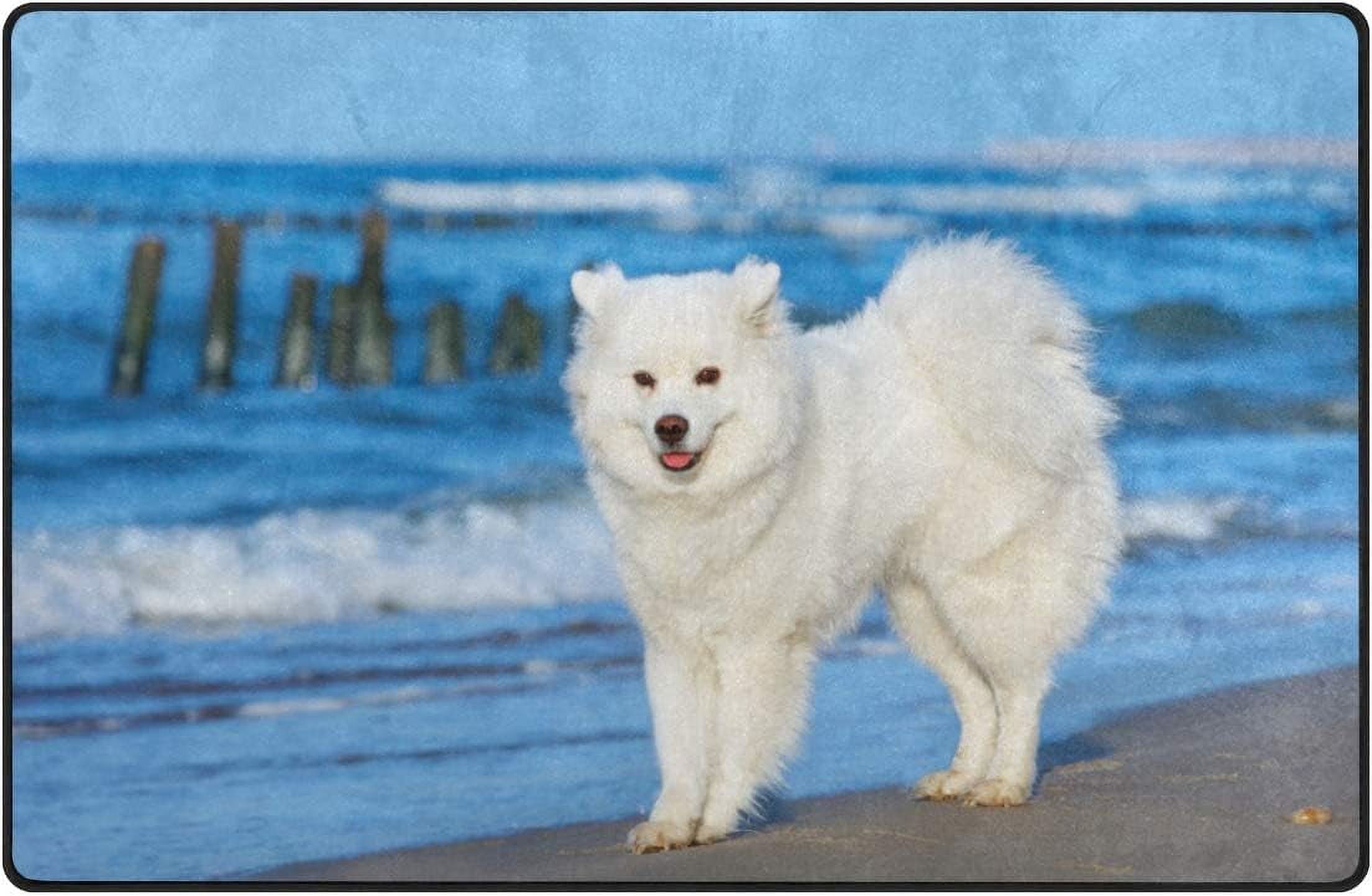 Coolnut 31x 20 Inch Area Rug, Carpet White Dog Samoyed Walks Near The ...