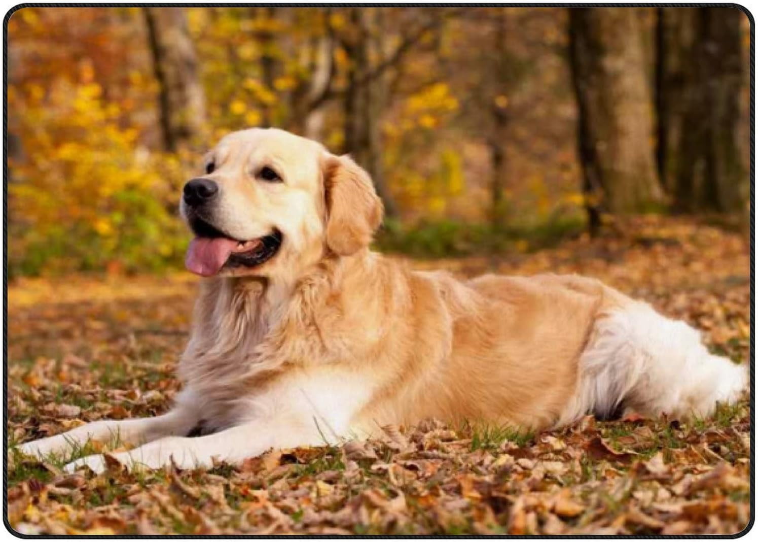 Coolnut 5'3" x 4' (63 x 48 in) Area Rug, Autumn Golden Retriever ...