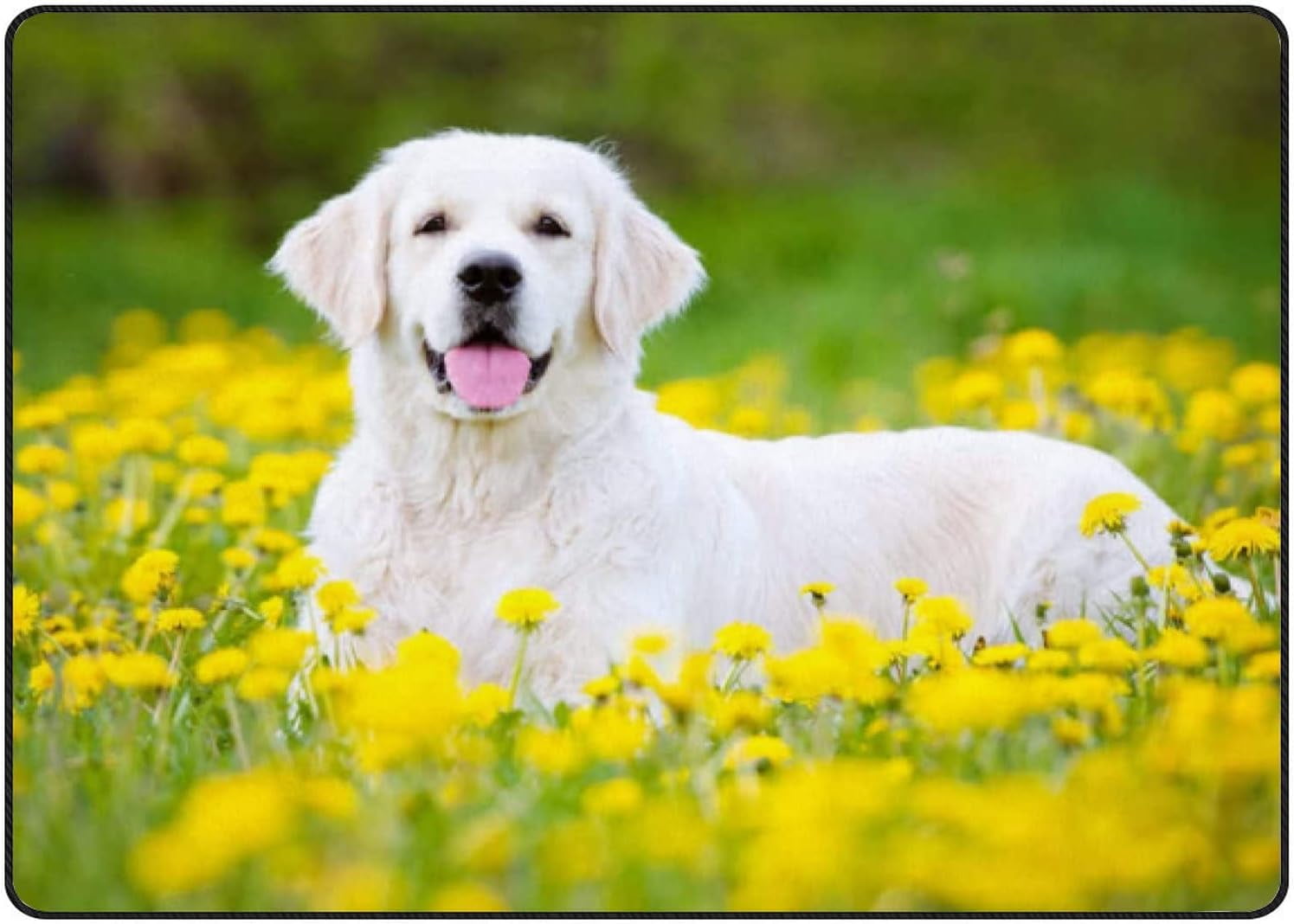 Coolnut Area Rug 60 x 39 inch (5'x 3'3"), Beautiful Golden Retriever ...