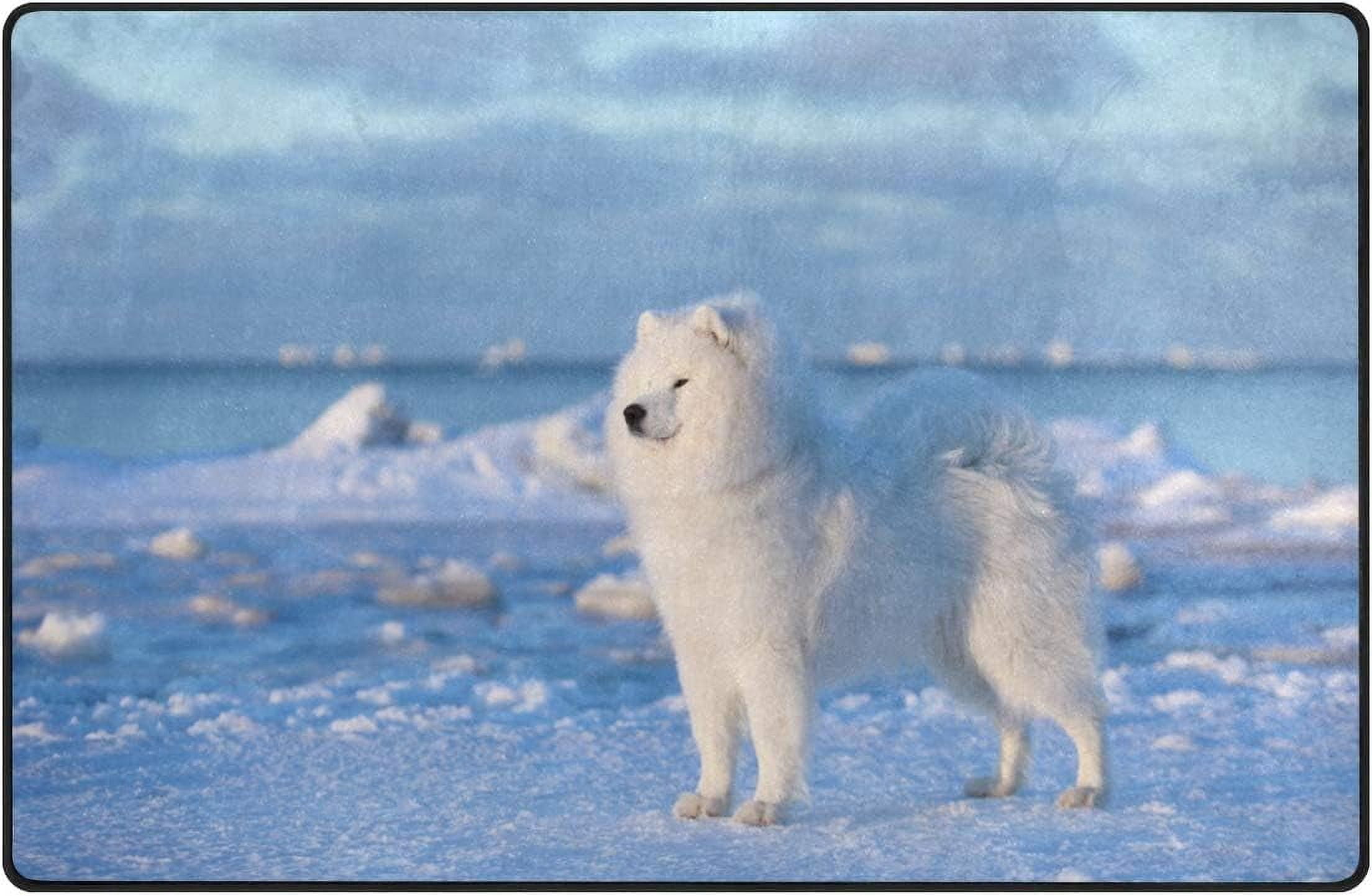 Coolnut Area Rug 60 x 39 inch (5'x 3'3"), Carpet White Dog Samoyed ...