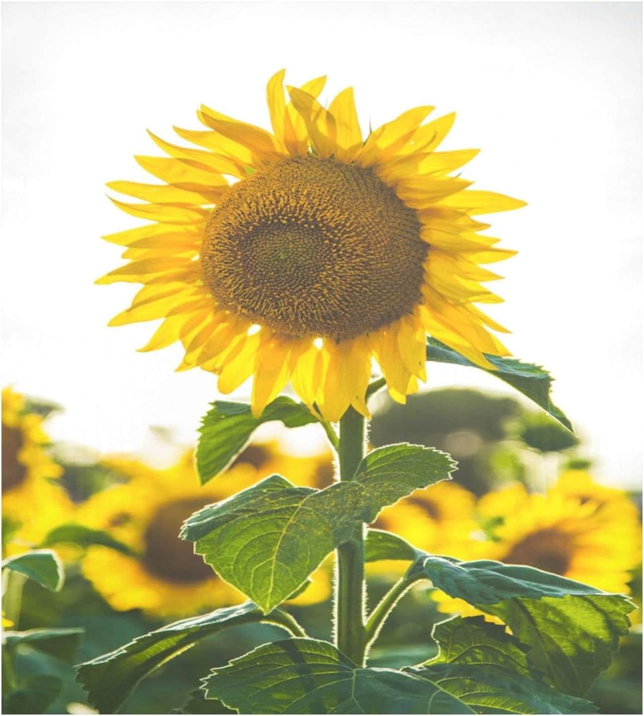 Coolnut Beautiful Sunflowers Flowers Dishwasher Magnet Cover 23"Wx26"H ...