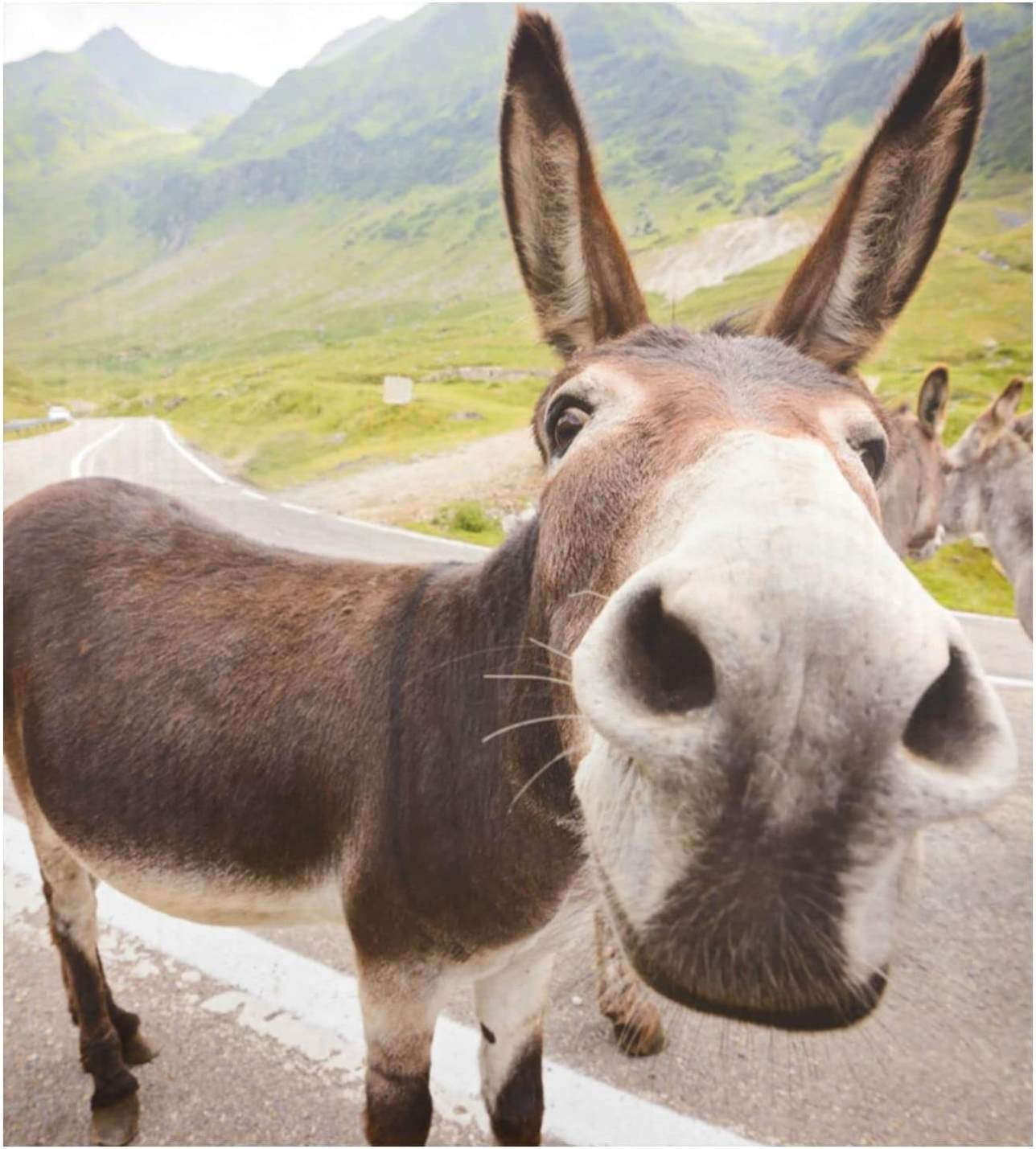 Coolnut Funny Donkey Dishwasher Magnet Cover,Reusable Fridge Panel ...