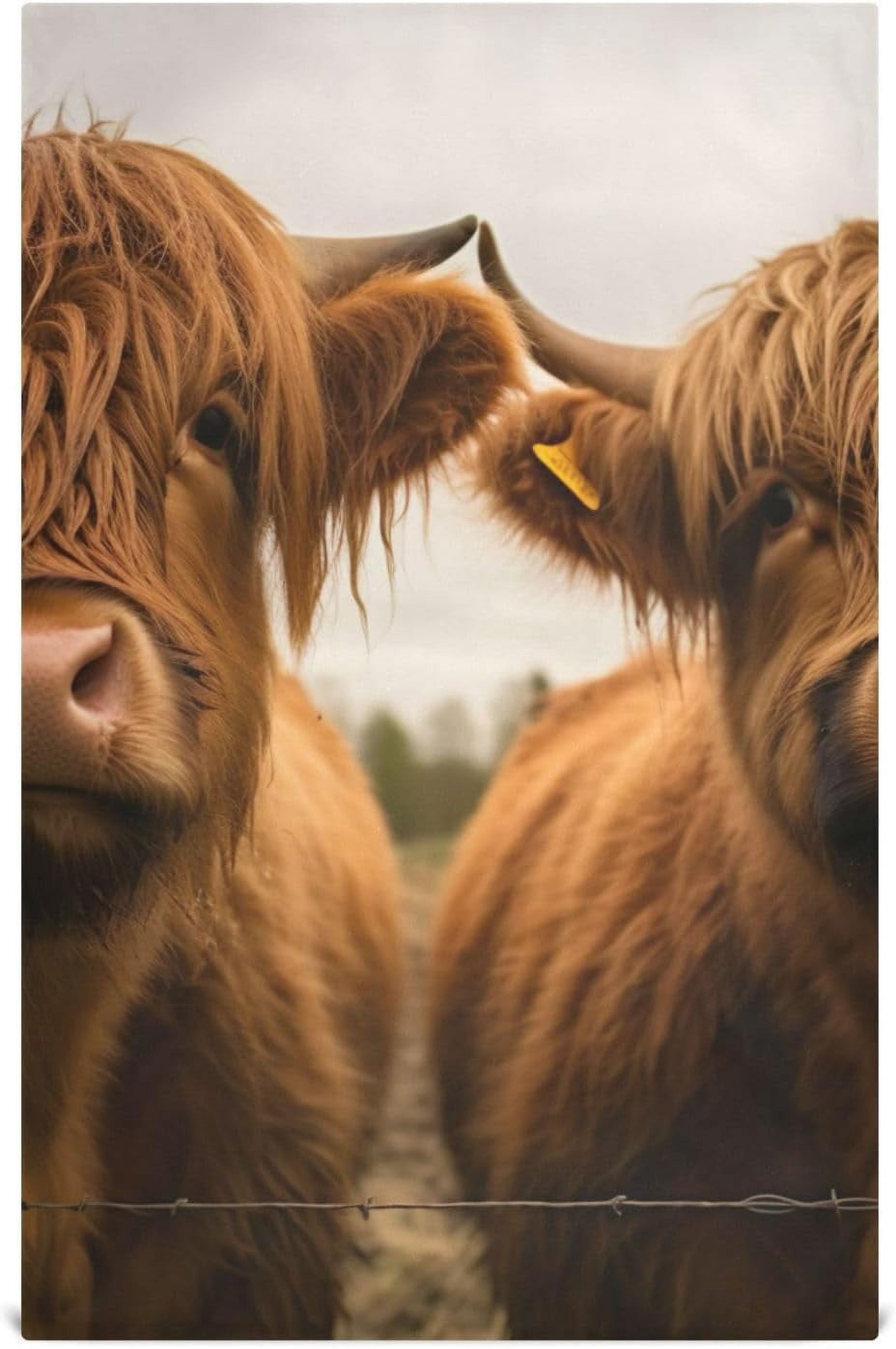 Coolnut Highland Cow Kitchen Dish Towel Set of 4, Soft Absorbent Drying ...