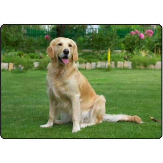 Coolnut Lightweight Soft Area Rugs 60 x 39 inch (5'x 3'3"), Beautiful ...