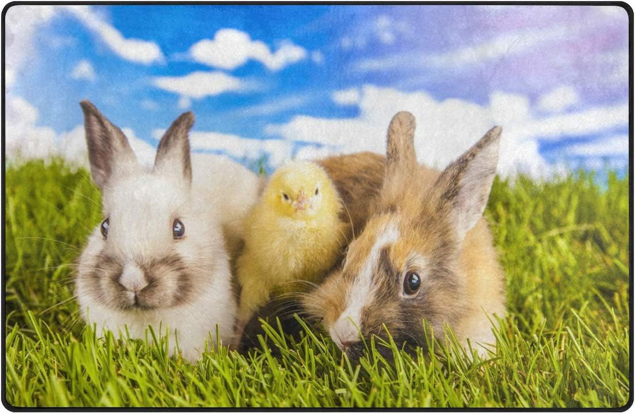 Coolnut Lightweight Soft Area Rugs 60x39 inch, Easter Chicken and ...