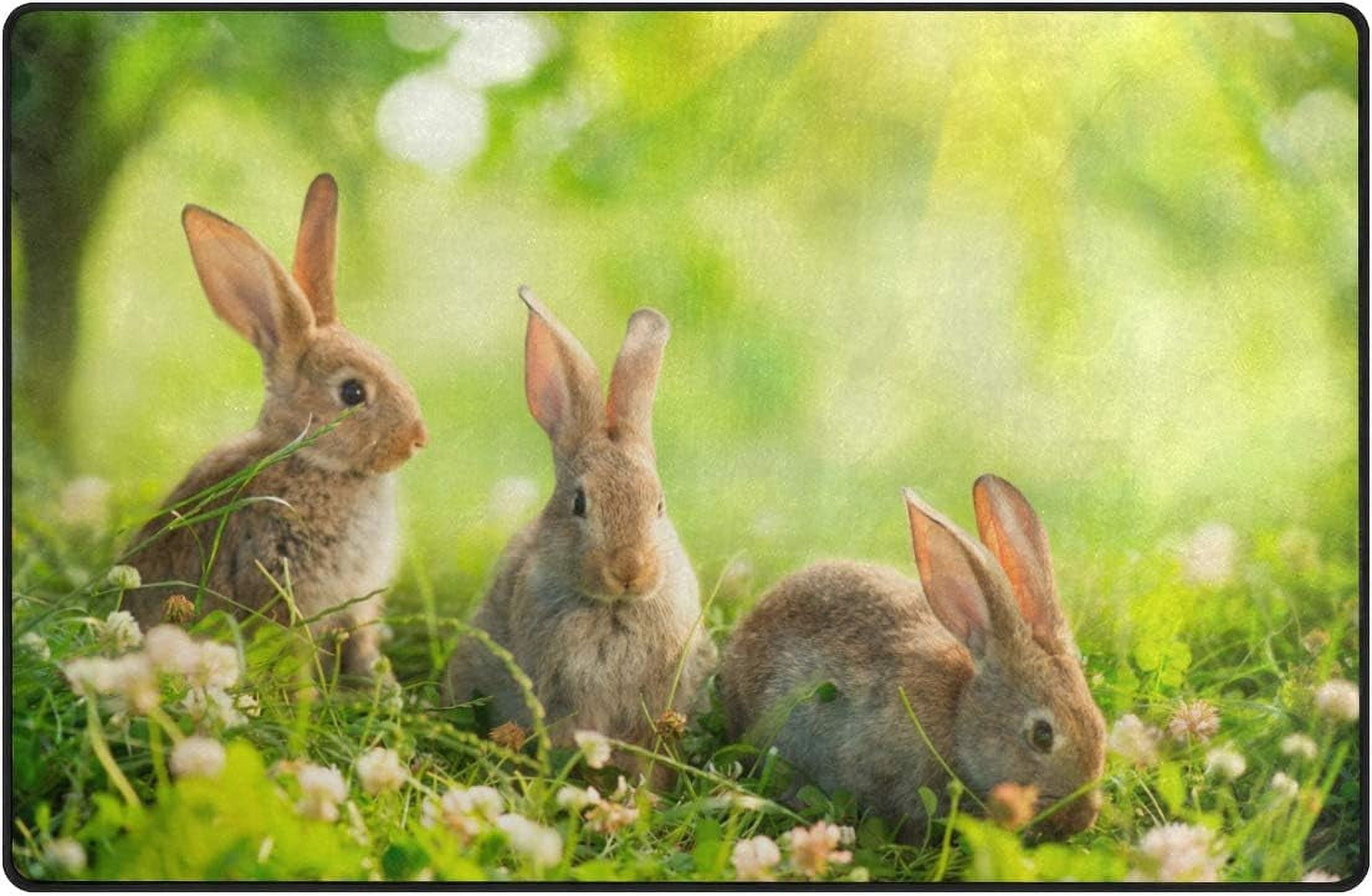 Coolnut Lightweight Soft Area Rugs 60 x 39 inch (5'x 3'3"), Rabbits ...