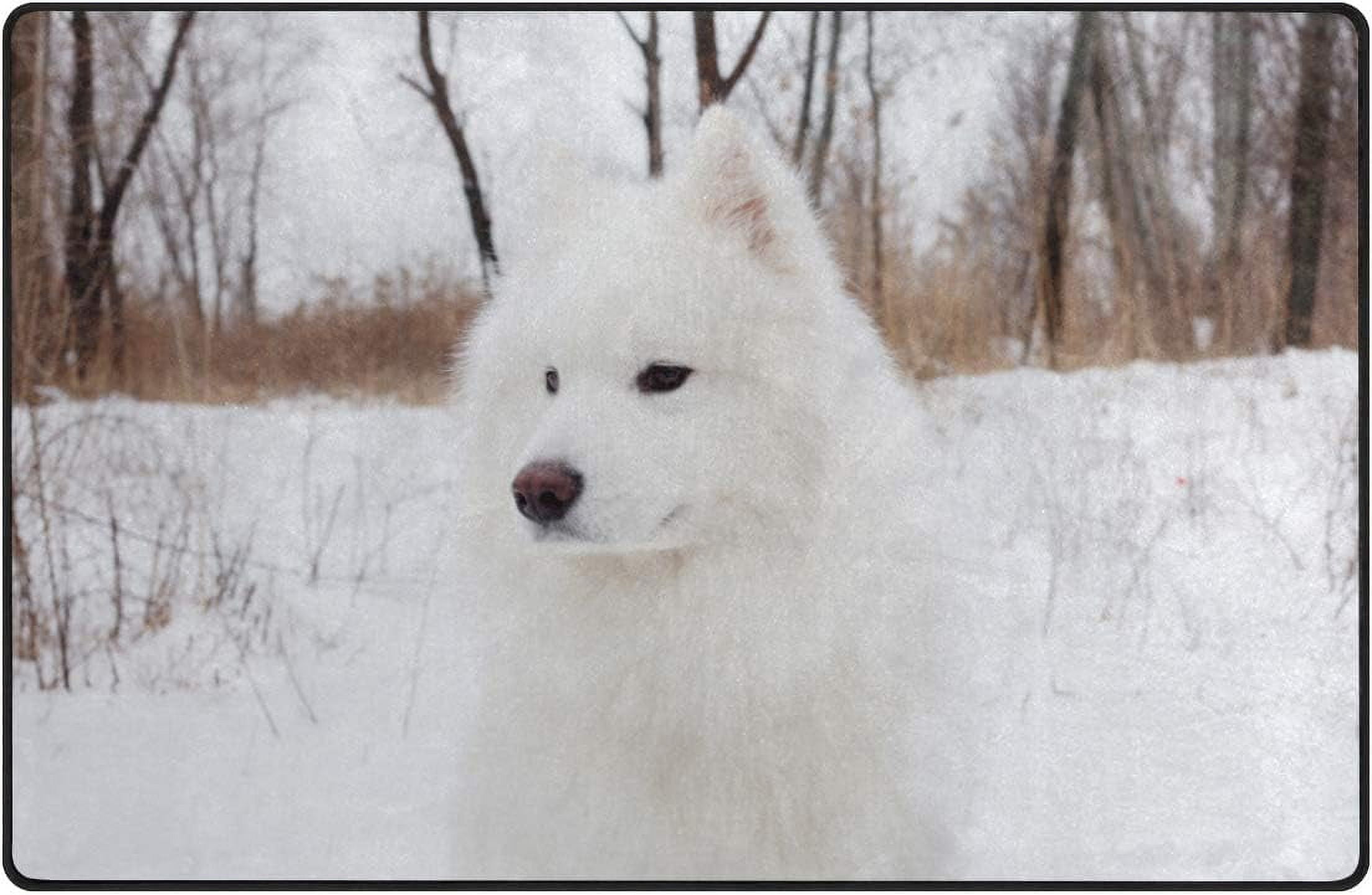 Coolnut Lightweight Soft Area Rugs 60 x 39 inch (5'x 3'3"), Samoyed Dog ...