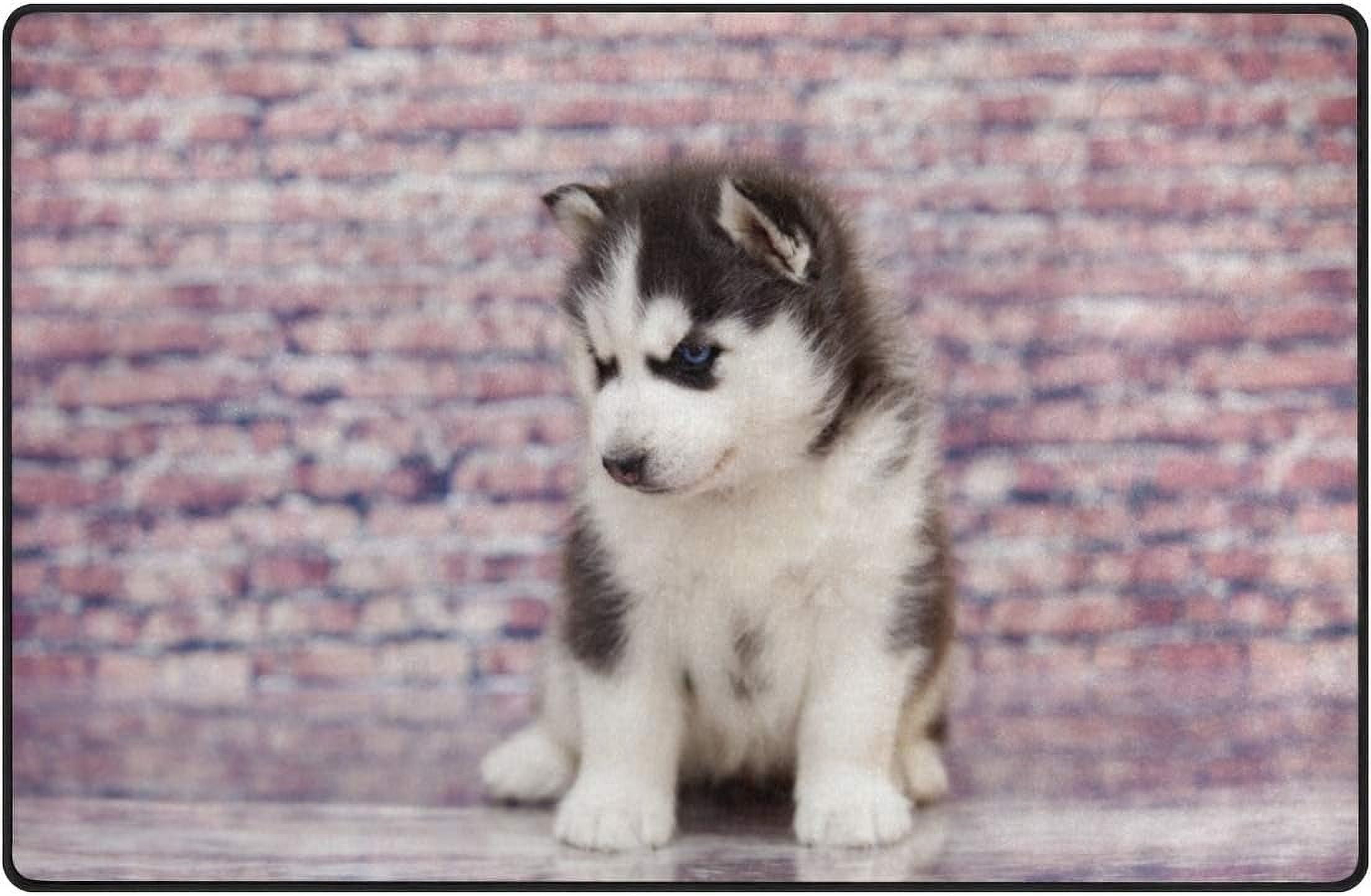 Coolnut Lightweight Soft Area Rugs 60 x 39 inch (5'x 3'3"), Siberian ...