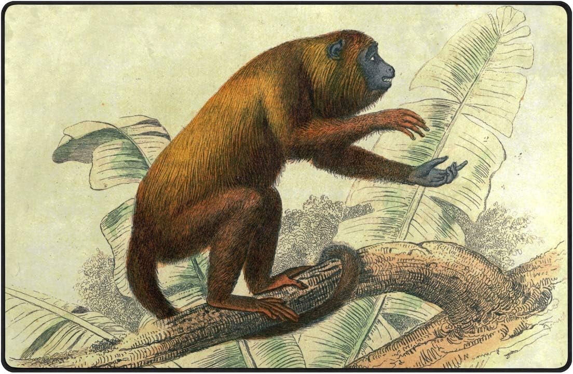 Coolnut Lightweight Soft Area Rugs 60 x 39 inch (5'x 3'3"), Vintage ...