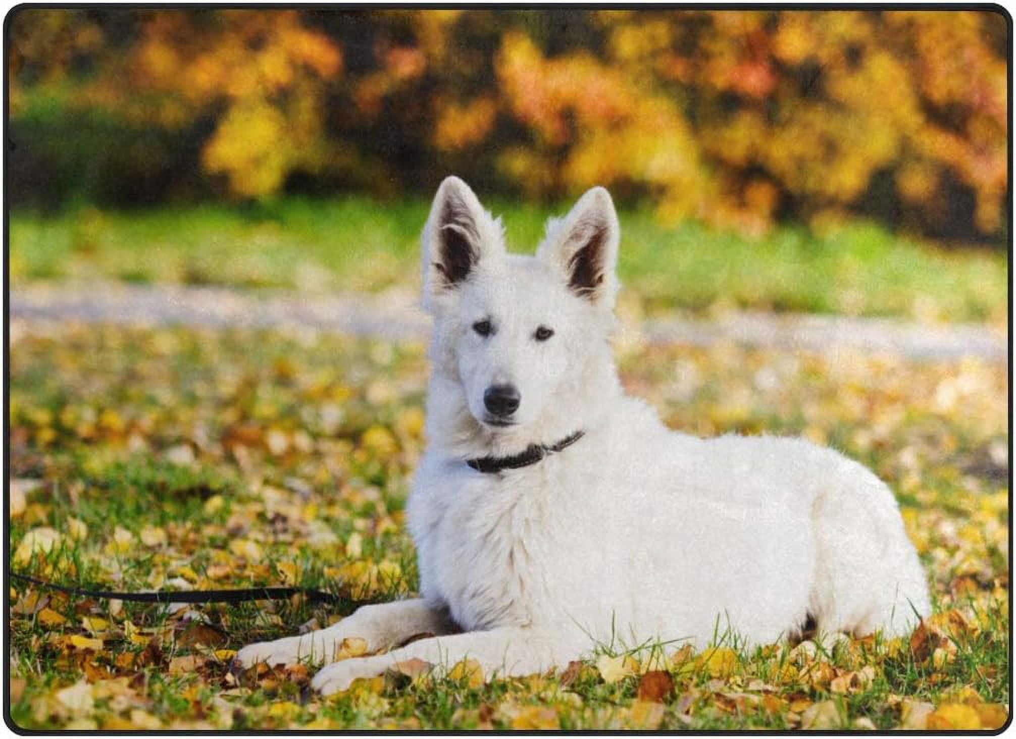 Coolnut Lightweight Soft Area Rugs 63 x 48 in, Dog On an Autumn Walk ...