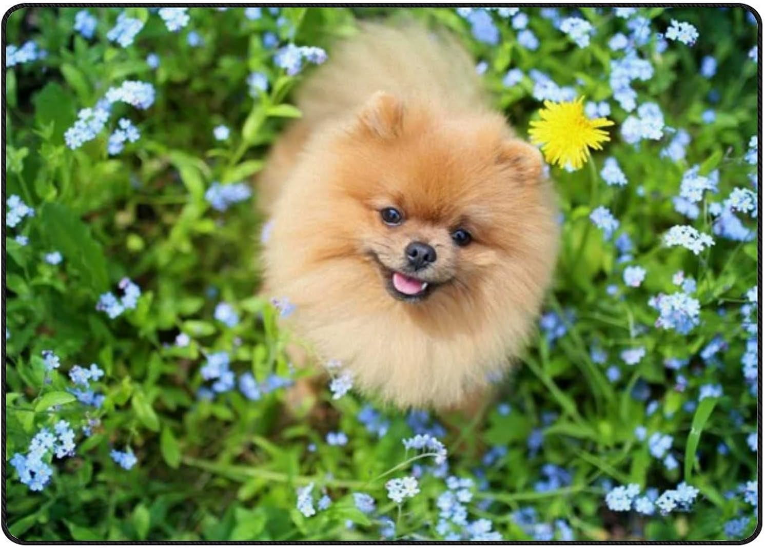 Coolnut Lightweight Soft Area Rugs 63 x 48 in, Pomeranian Dog On ...