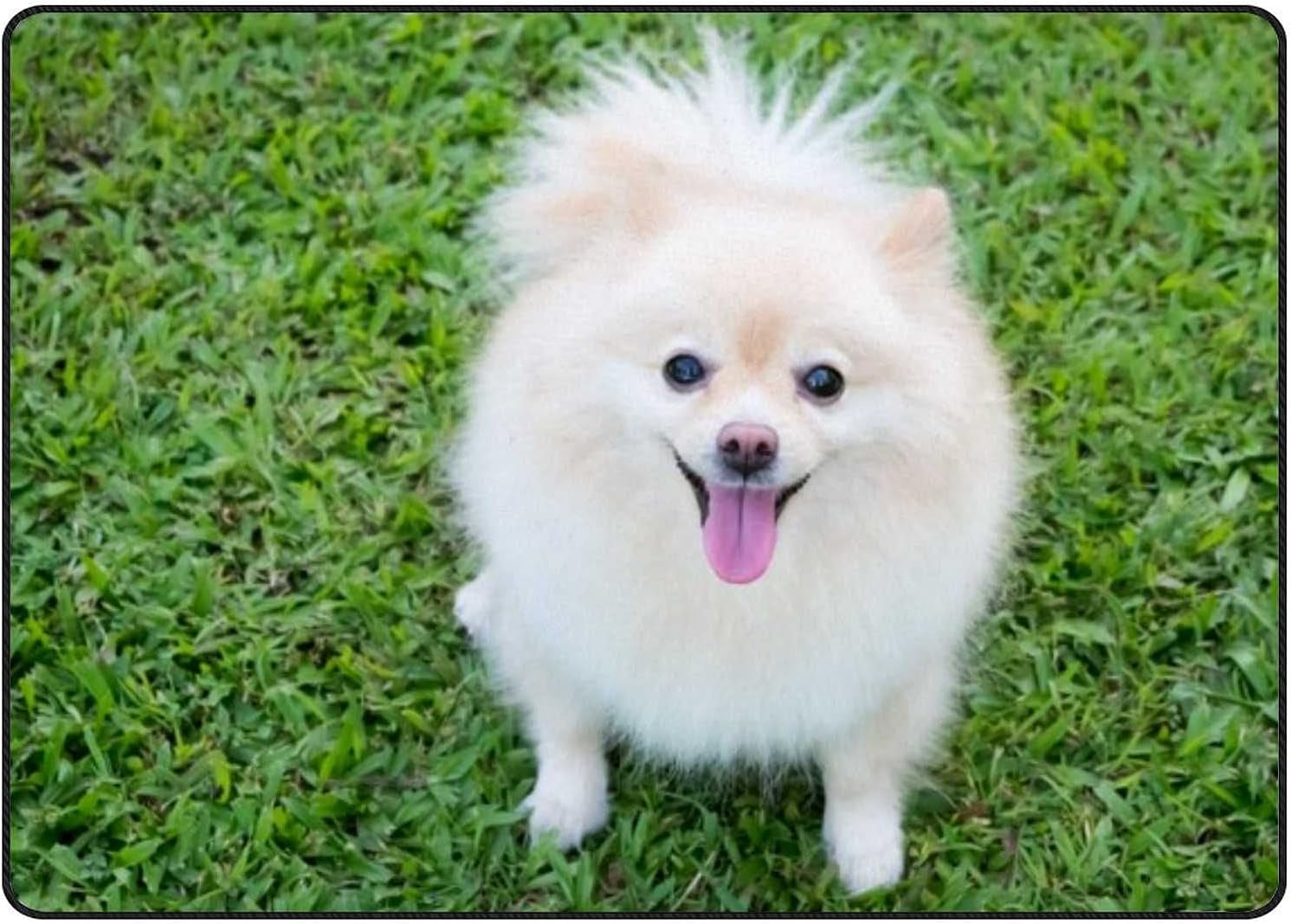 Coolnut Lightweight Soft Area Rugs 63 x 48 in, Pomeranian Dog Play On ...