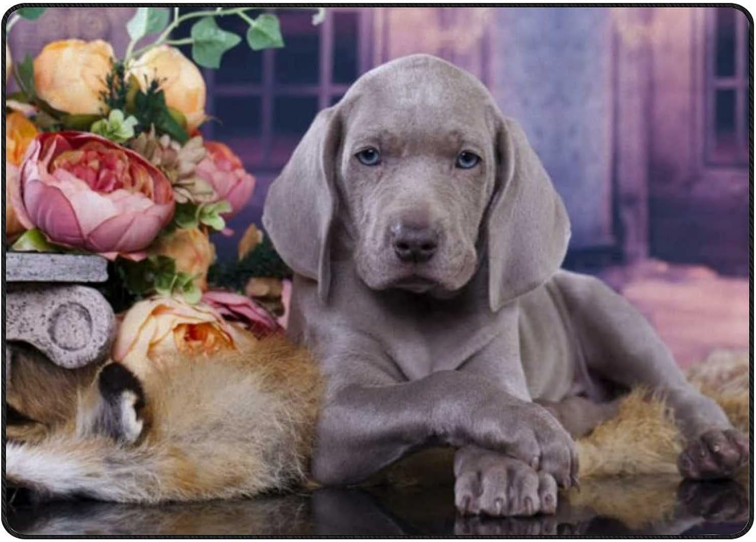 Coolnut Lightweight Soft Area Rugs 63 x 48 in, Portrait of Weimaraner ...