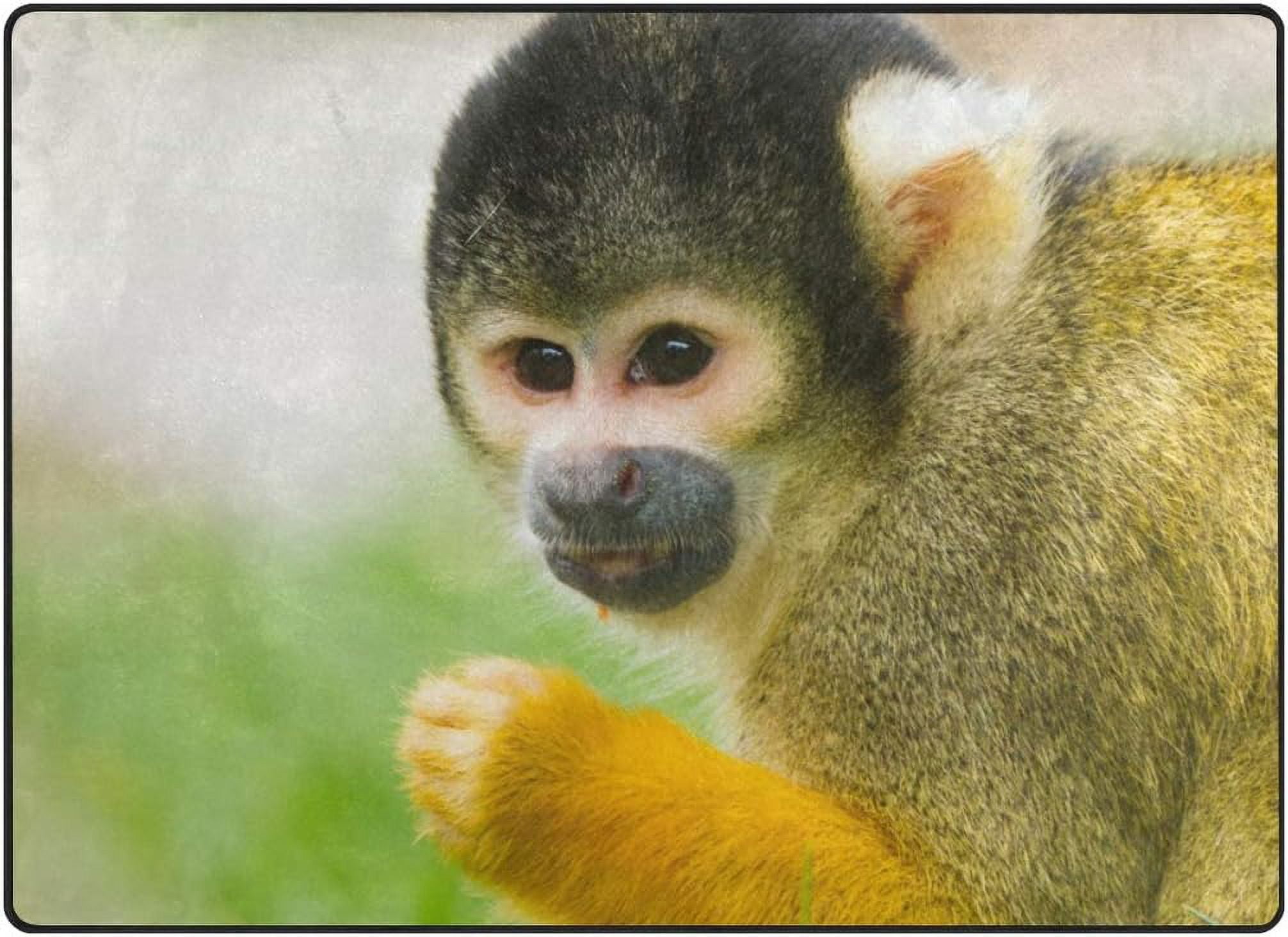 Coolnut Lightweight Soft Area Rugs 63 x 48 in, Squirrel Monkey Floor ...