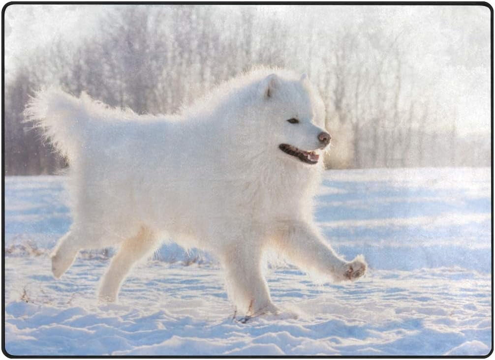 Coolnut Lightweight Soft Area Rugs 63 x 48 in, White Fluffy Dog Running ...