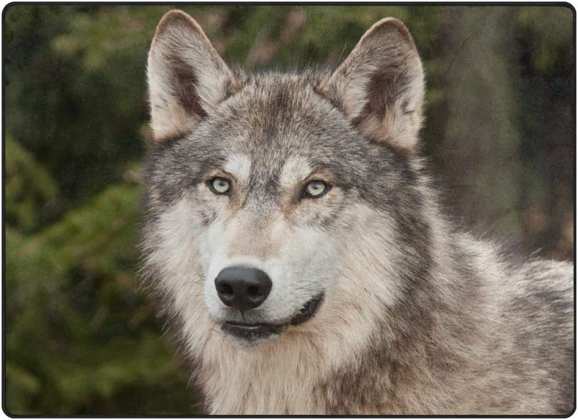 Coolnut Lightweight Soft Area Rugs 63 x 48 in, Wolf Staring Floor Mat ...