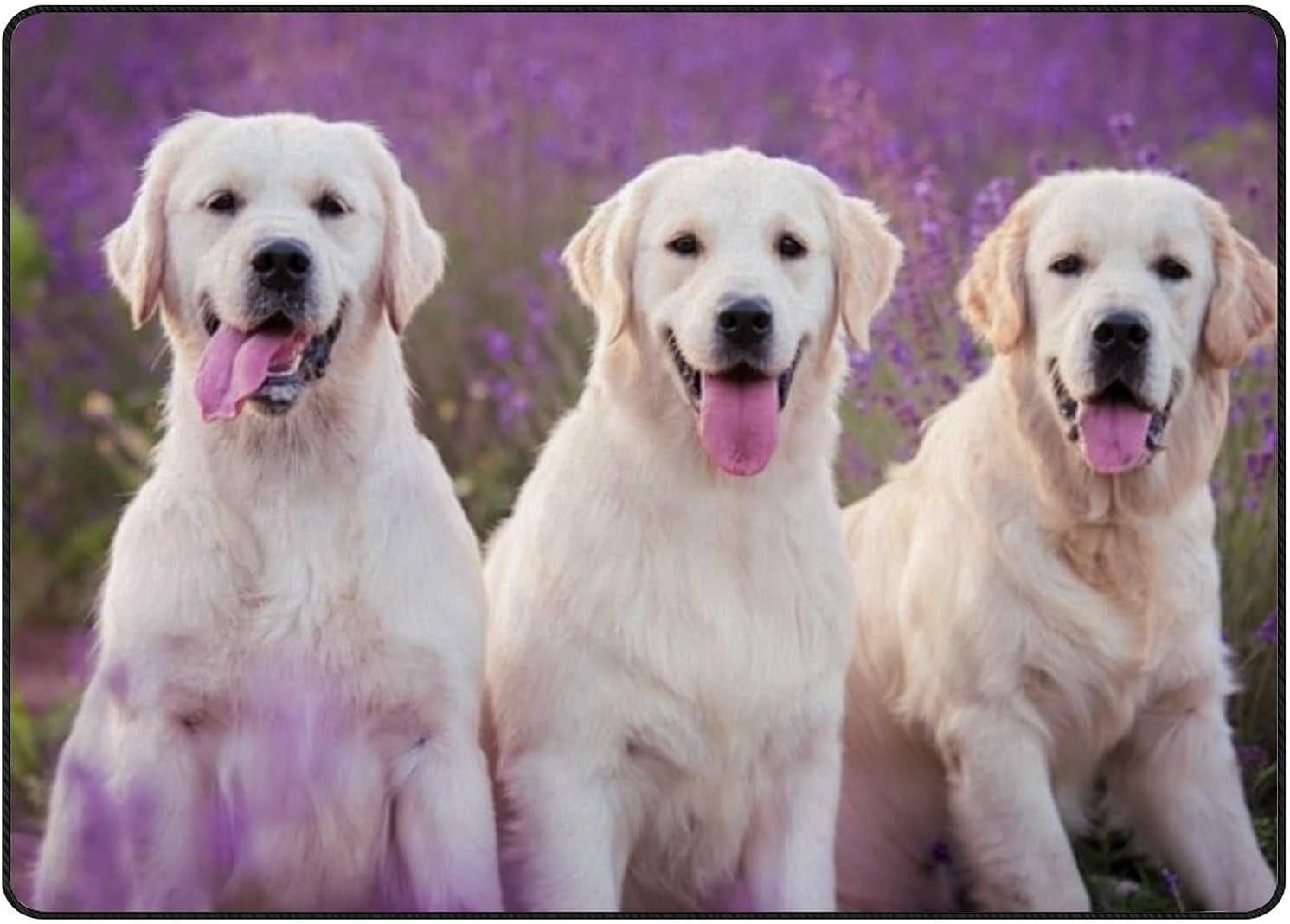 Coolnut Lightweight Soft Area Rugs Beautiful Retriever Dogs On Lavender ...