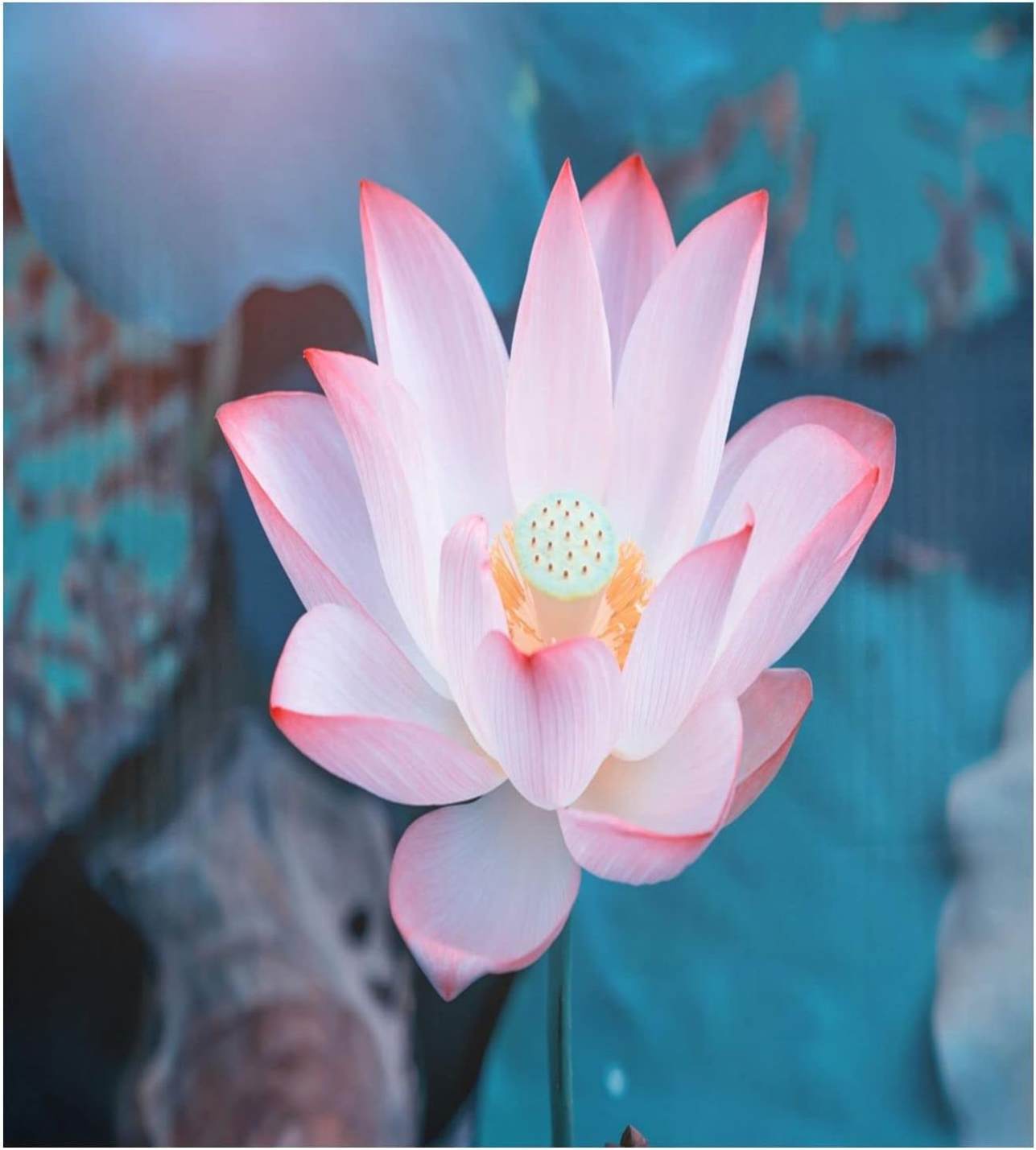 Coolnut Pink Lotus Flower Plants in Water Dishwasher Magnet Cover 23 ...