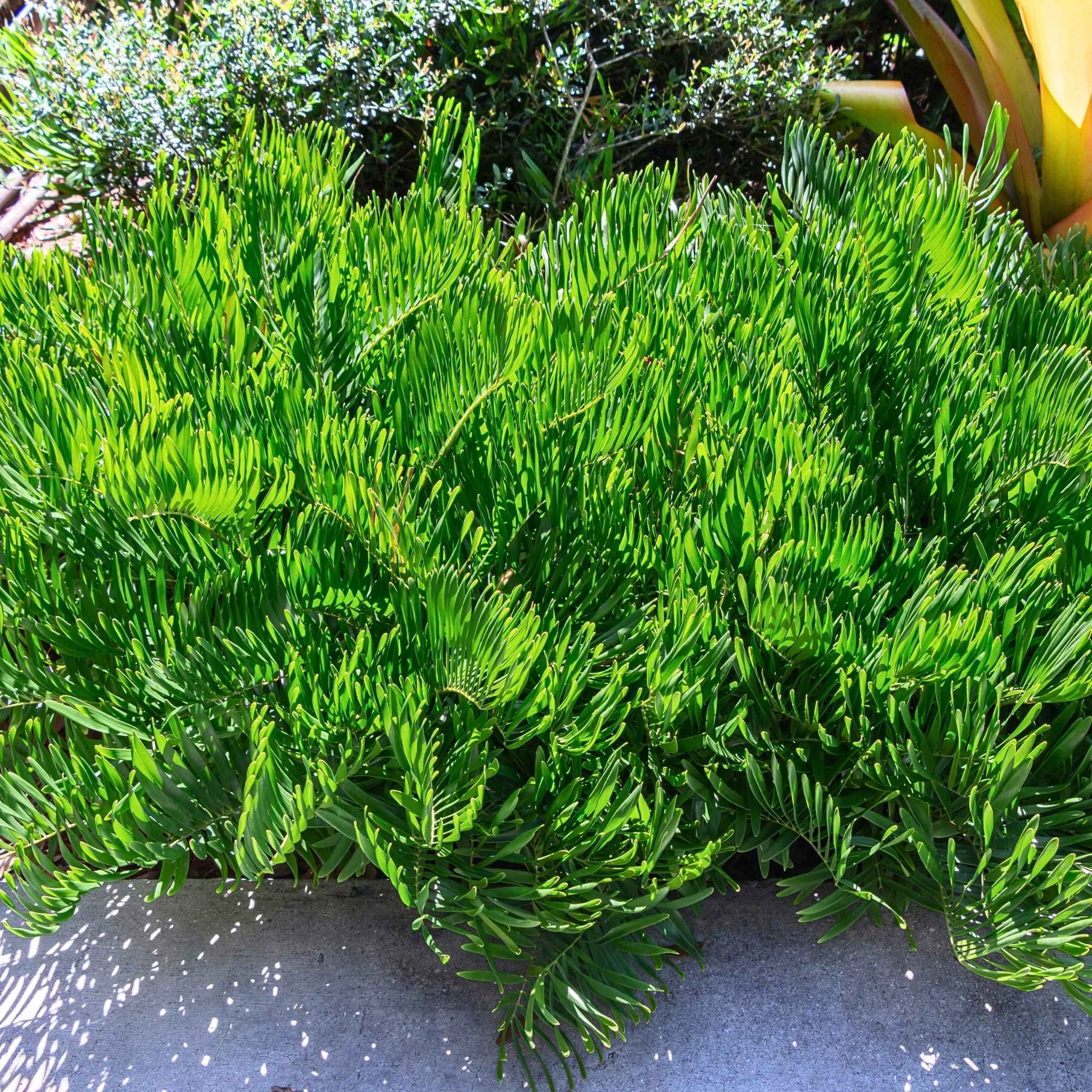 Coontie Cycad (Zamia integrifolia) - Walmart.com