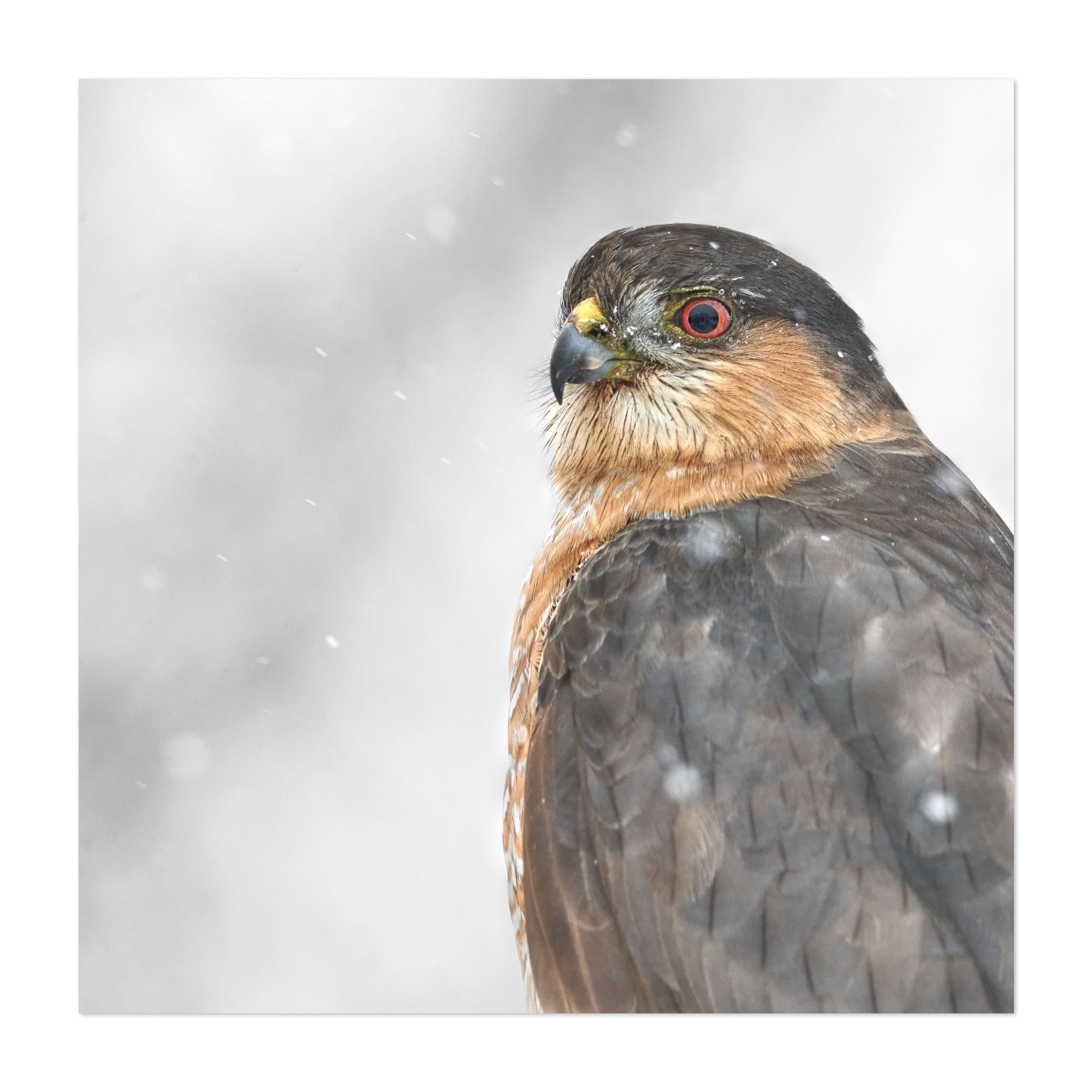 Coooper's Hawk In A Snowstorm - Photography Bird Wildlife Animal Nature ...