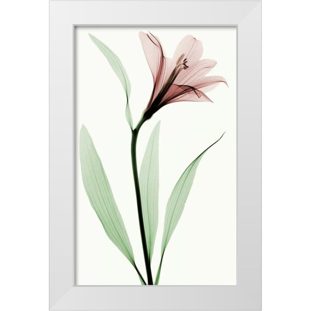 Coop, Robert 22x32 White Modern Wood Framed Museum Art Print Titled ...