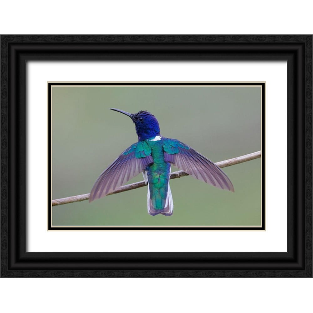 Cooper, Ray 14x11 Black Ornate Wood Framed with Double Matting Museum ...