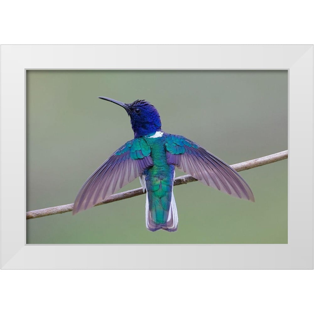 Cooper, Ray 14x11 White Modern Wood Framed Museum Art Print Titled ...