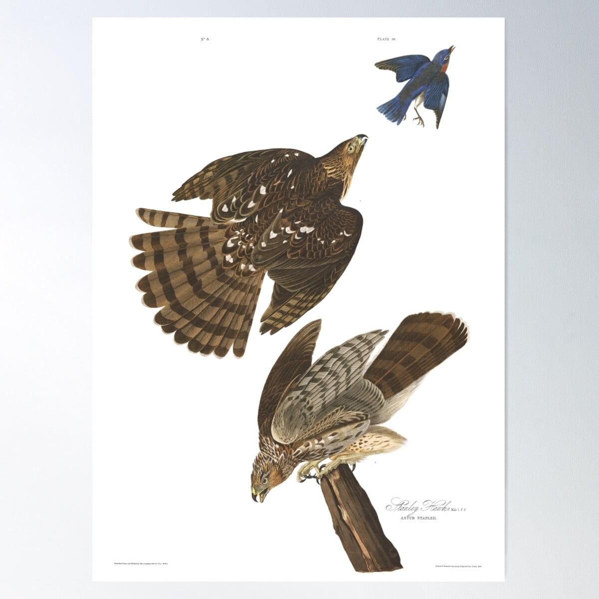 Cooper'S Hawk - John James Audubon Poster Wall Art, Modern Wall Decor ...
