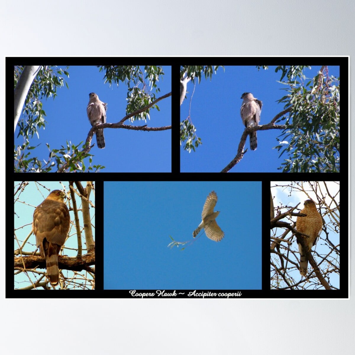Coopers Hawk ~ Raptor Series Poster Wall Art, Modern Wall Decor For ...