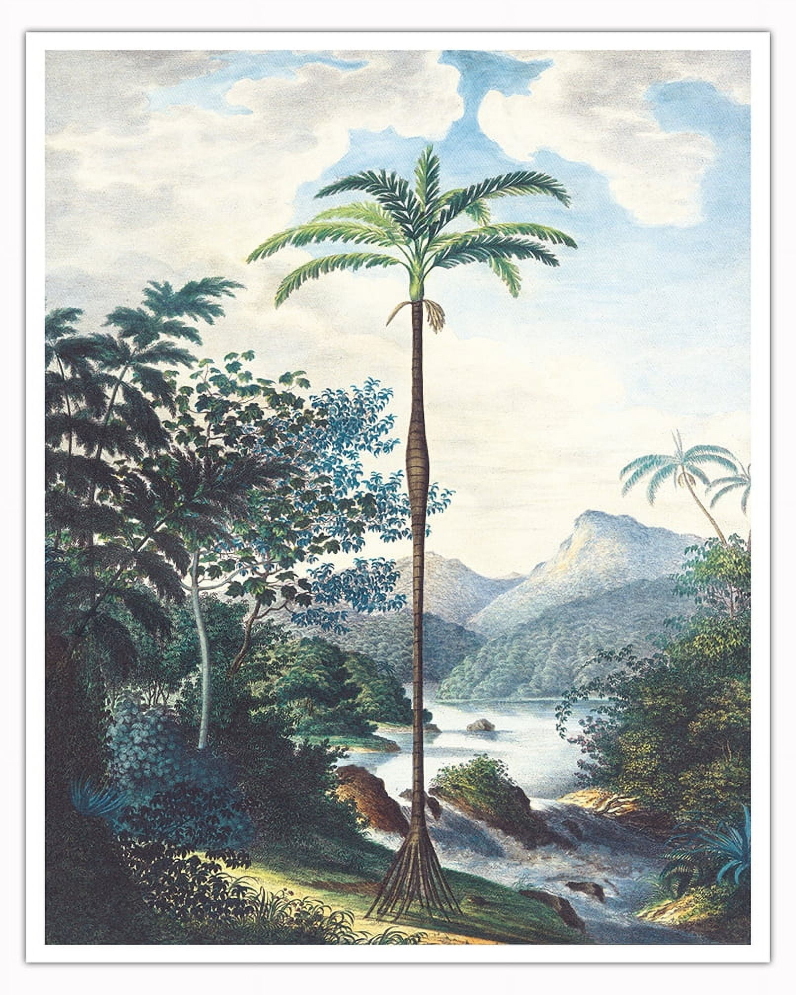 Copa Palm Tree (Iriartea deltoidea) - Caquetá-Japurá River Brazil ...